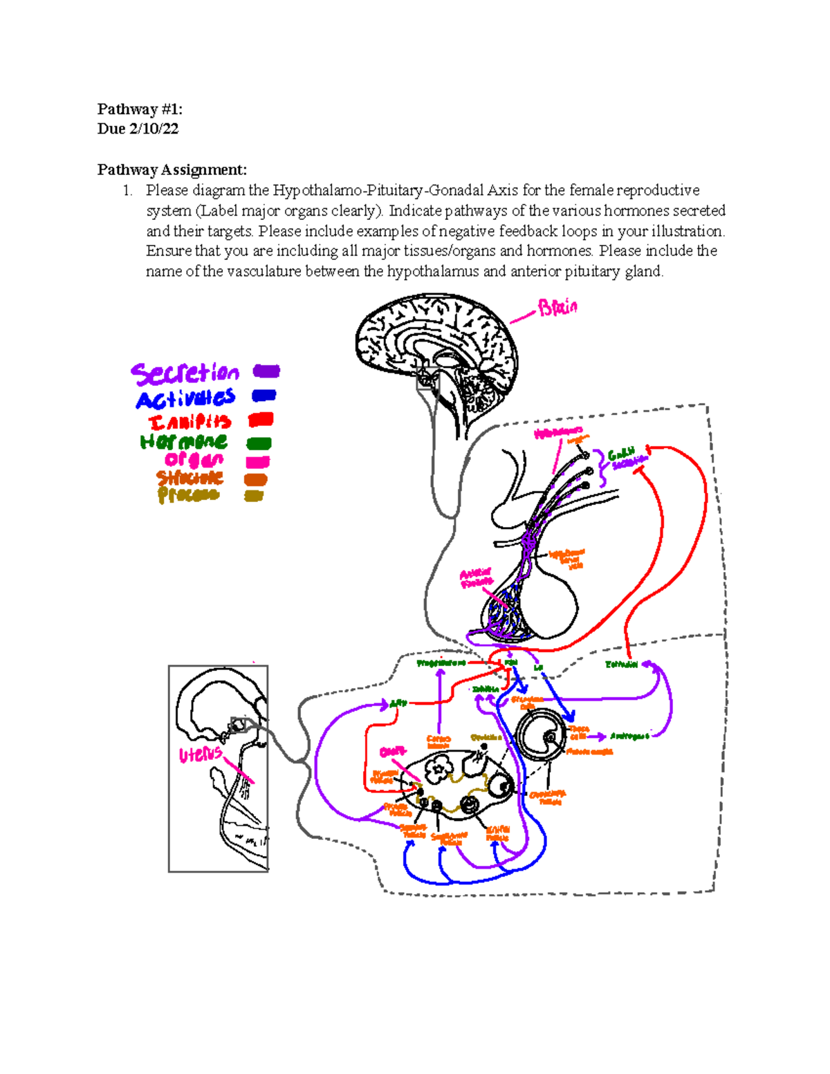 Pathway Assignment 1: Female Reproductive System - Pathway #1: Due 2/10 ...