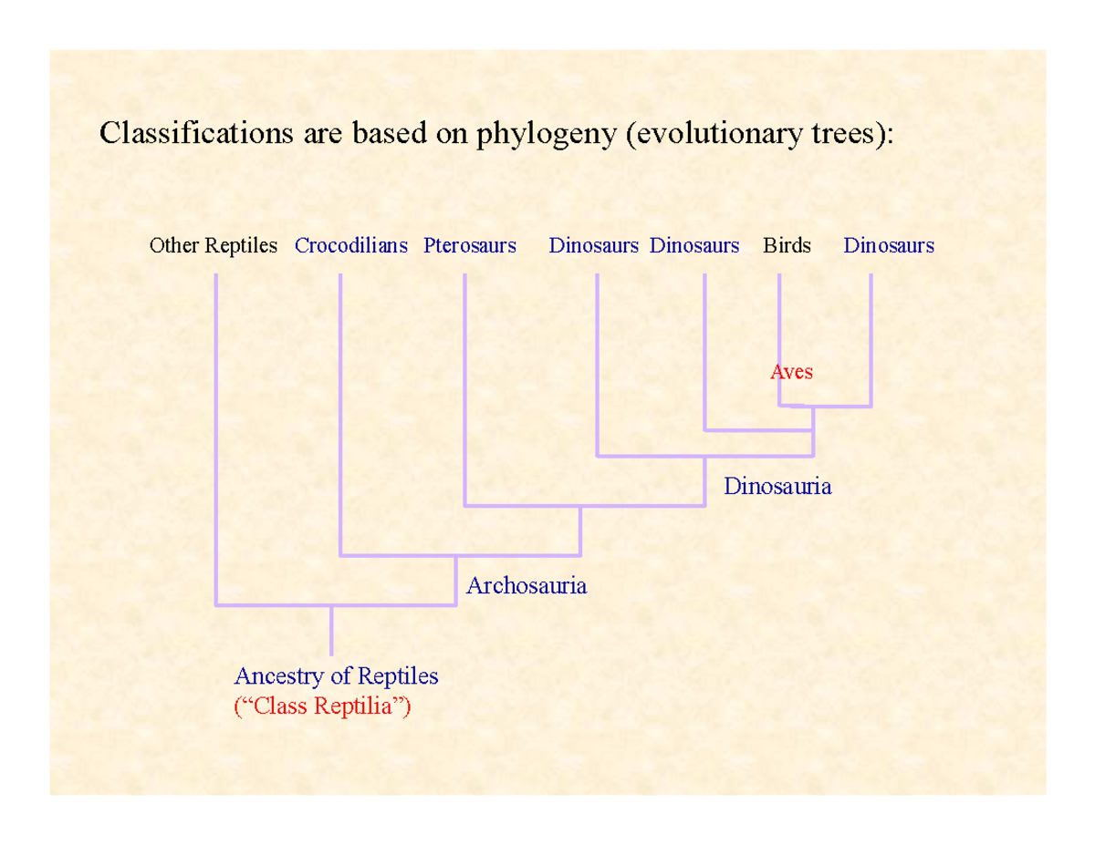3b Taxonomy - Class notes - Other Reptiles Crocodilians Pterosaurs ...