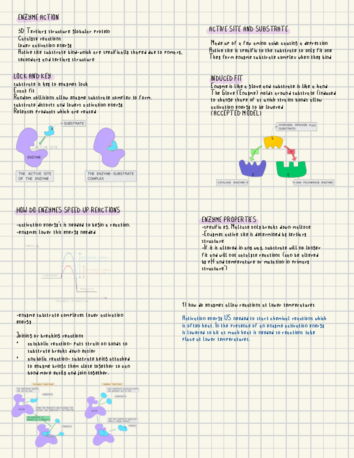 Enzymes 3.1 - ENZYME ACTION 3D Tertiary structure globular protein ...