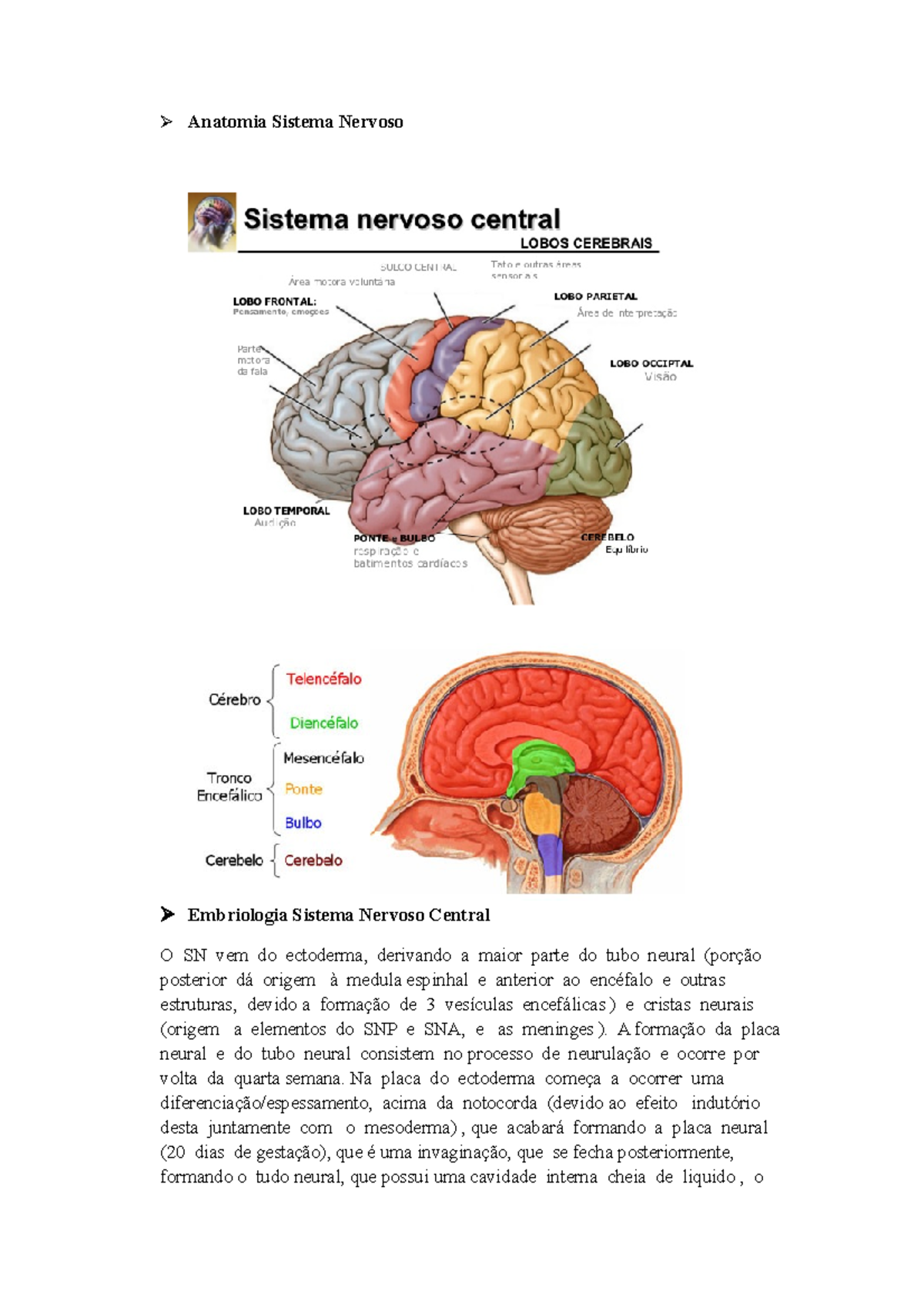 Anatomia Sistema Nervoso - A formação da placa neural e do tubo neural ...