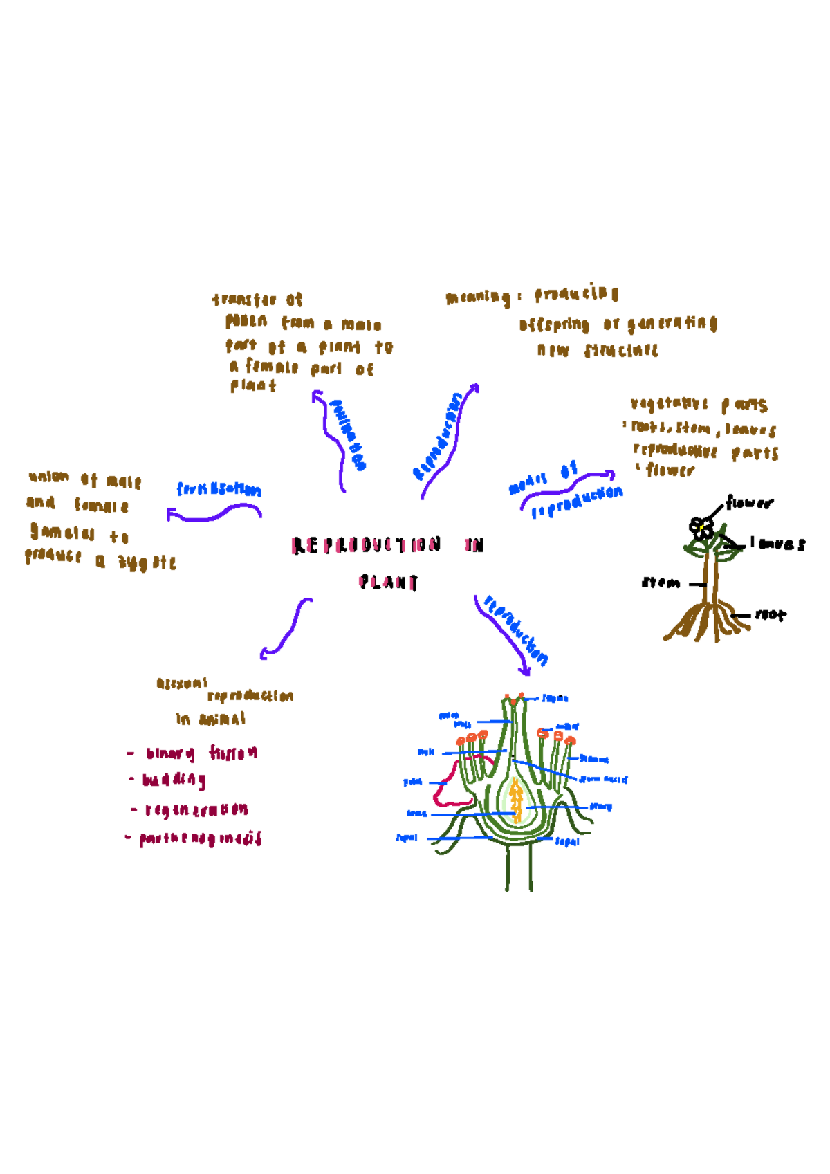 Mind map c8 - Summary concept of biologi - Studocu