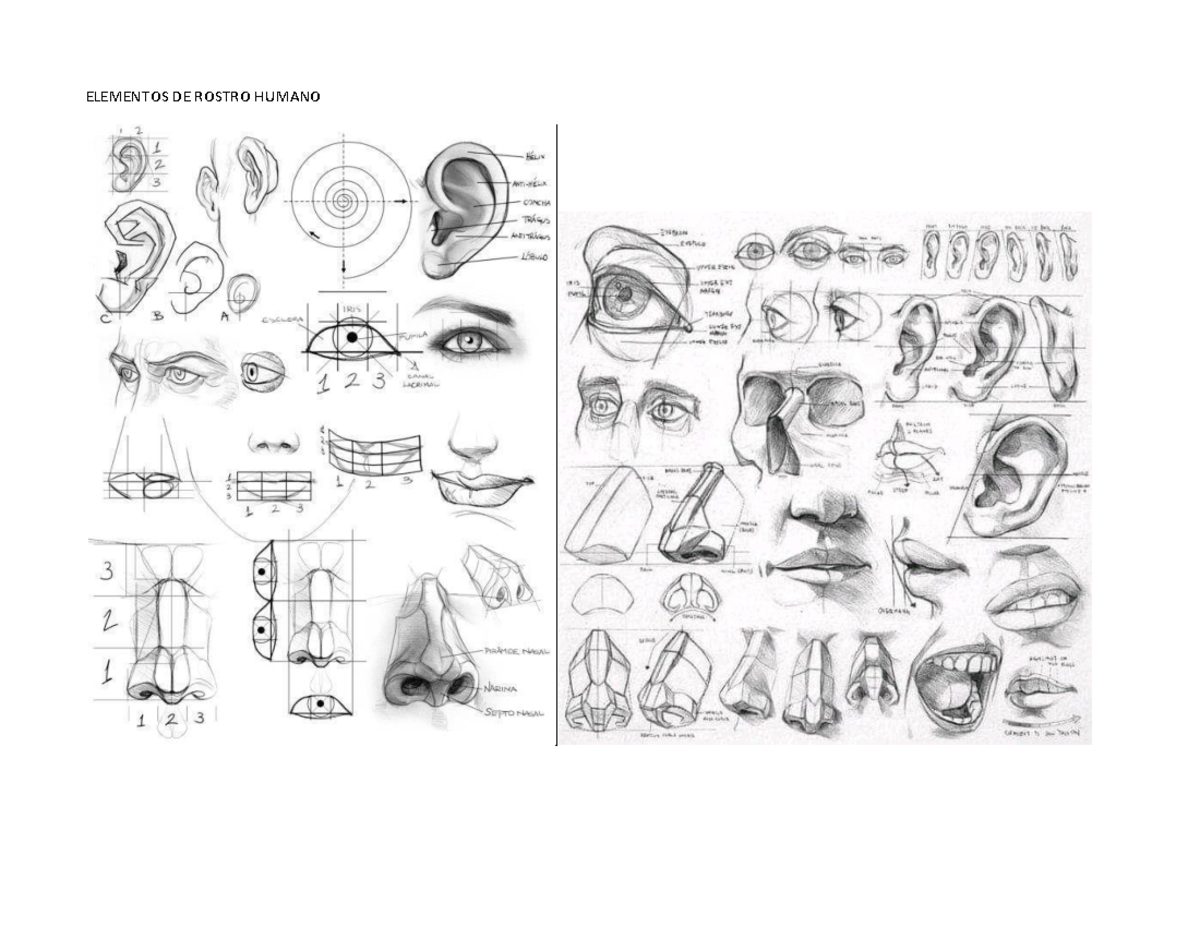 Elementos DE Rostro Humano - Medicina - ELEMENTOS DE ROSTRO HUMANO ...