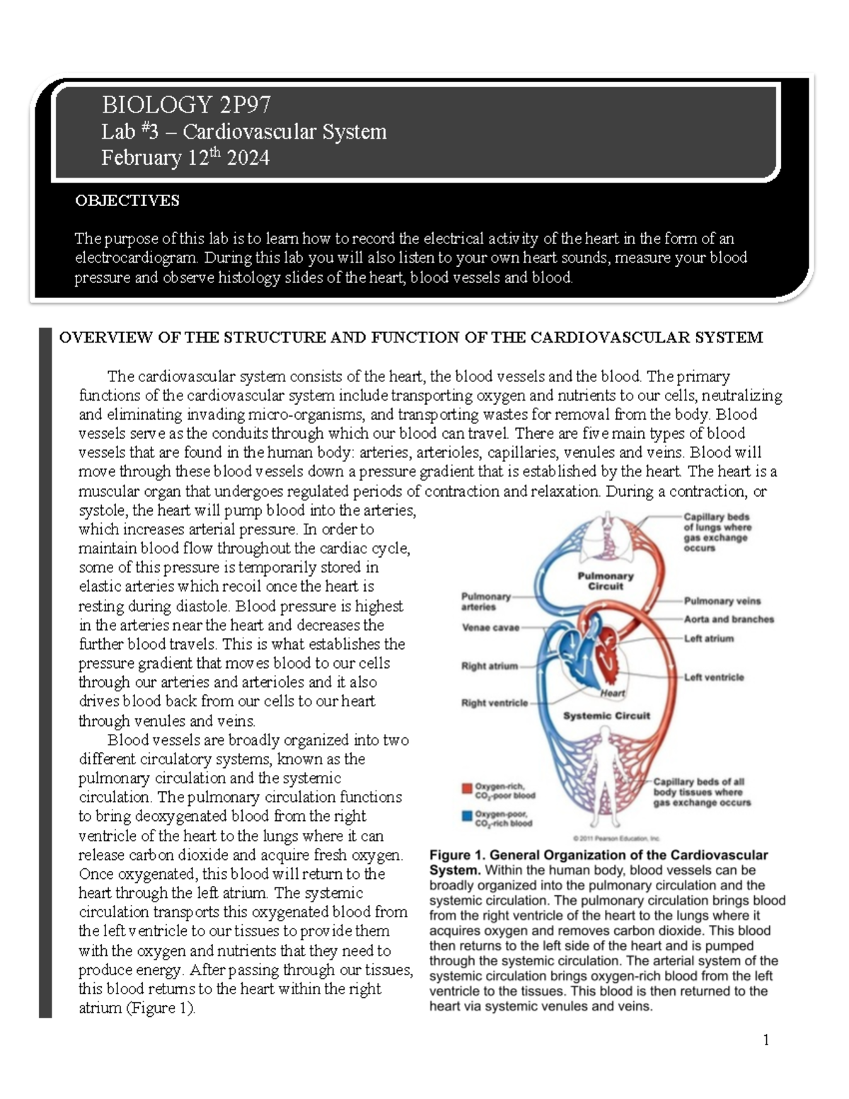 Lab 3 - Cardiovascular System - BIOLOGY 2P Lab # 3 – Cardiovascular ...