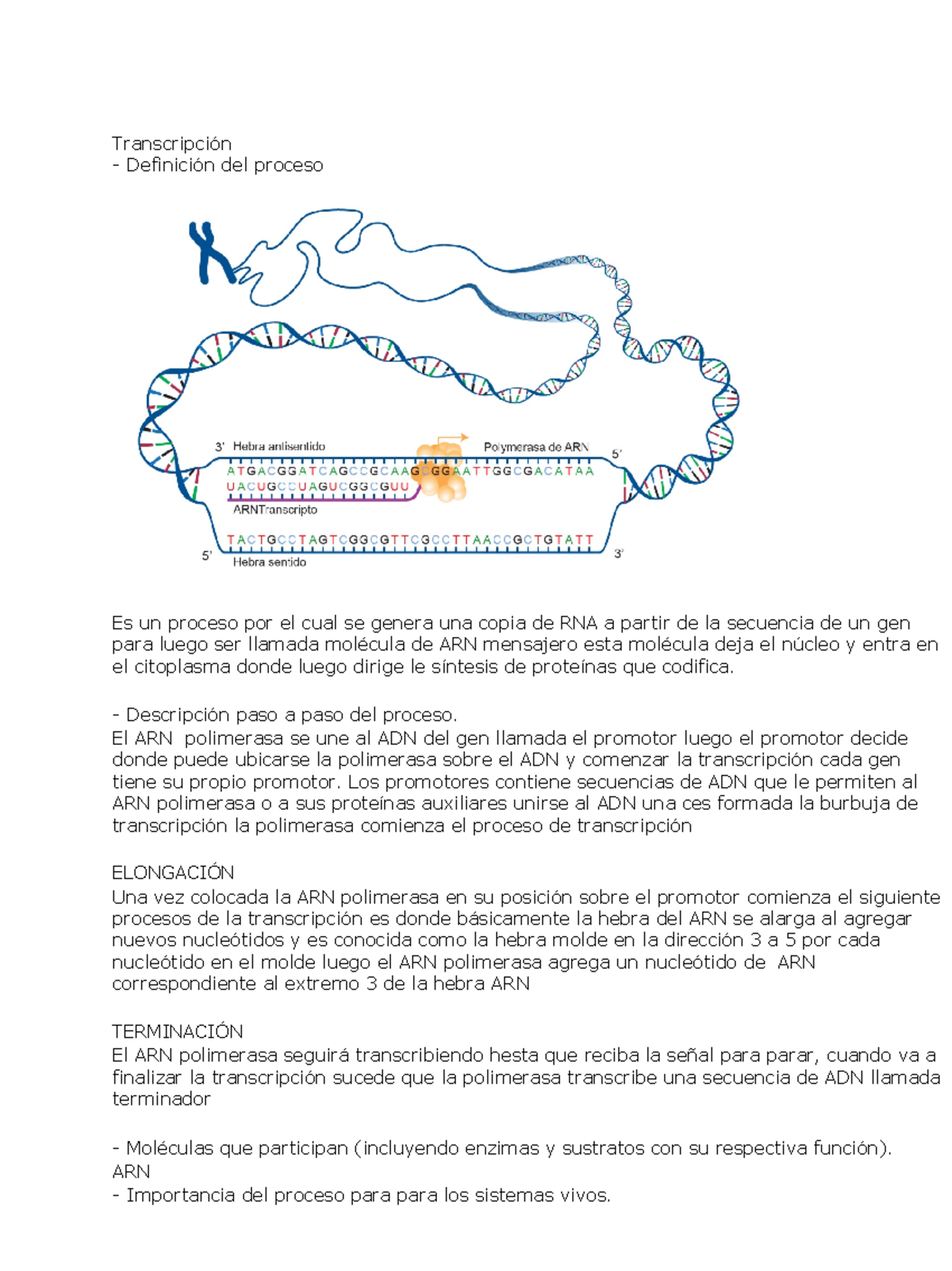 Transcripción celular - Transcripción Definición del proceso Es un ...