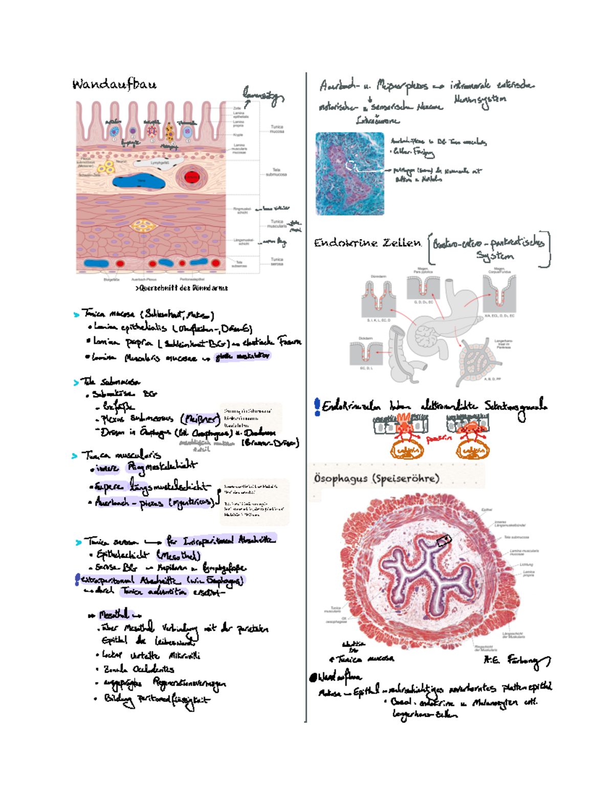 Histologie Verdauungsorgane - Wandaufbau Endokrine Zellen Auerbach u ...