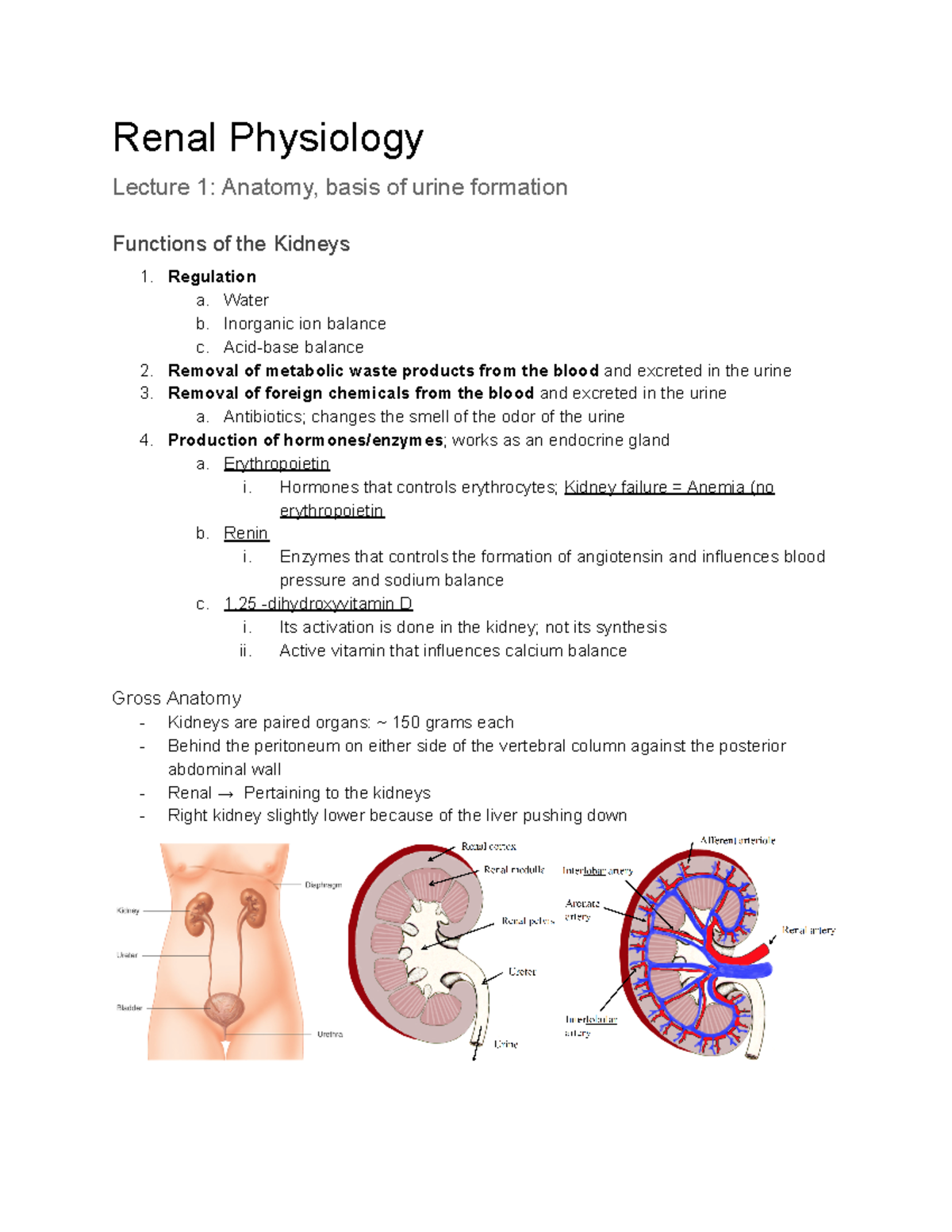Renal System - Summary notes - Renal Physiology Lecture 1: Anatomy ...