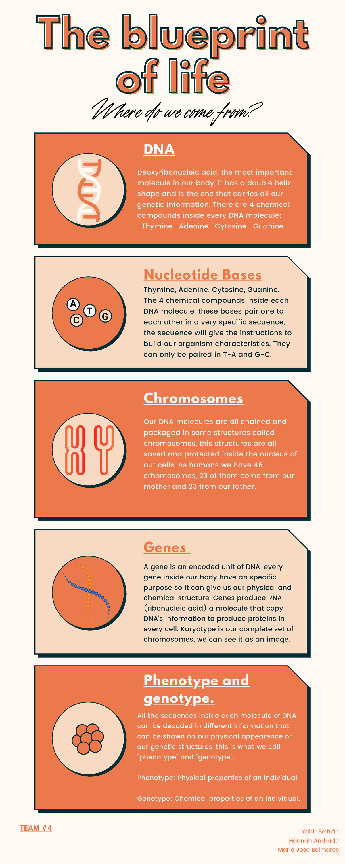 Inphographic - apuntes - The blueprintThe blueprint of life of life DNA ...