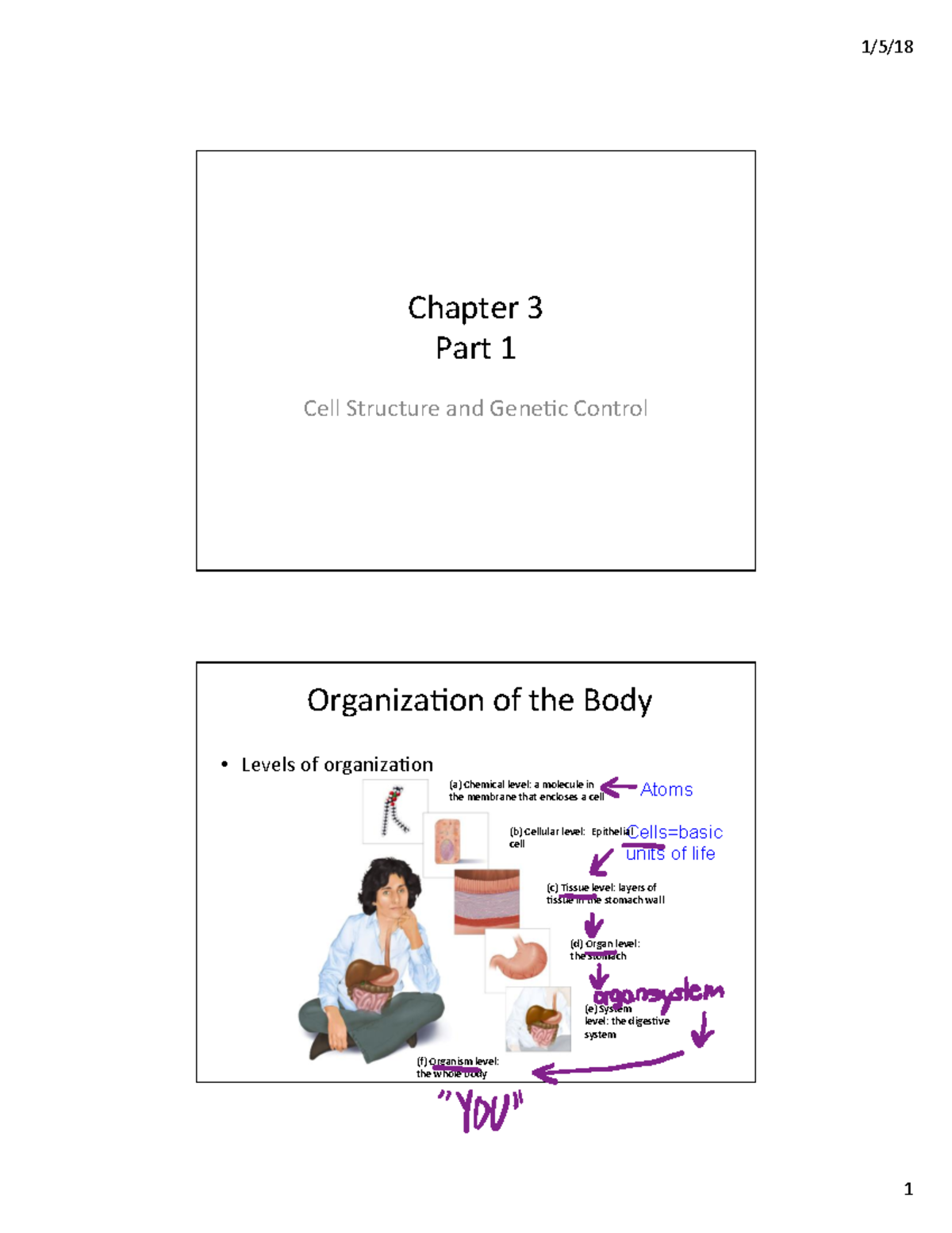 Chapter 3 Lecture - Chapter%3% Part%1% Cell%Structure%and%Gene6c ...