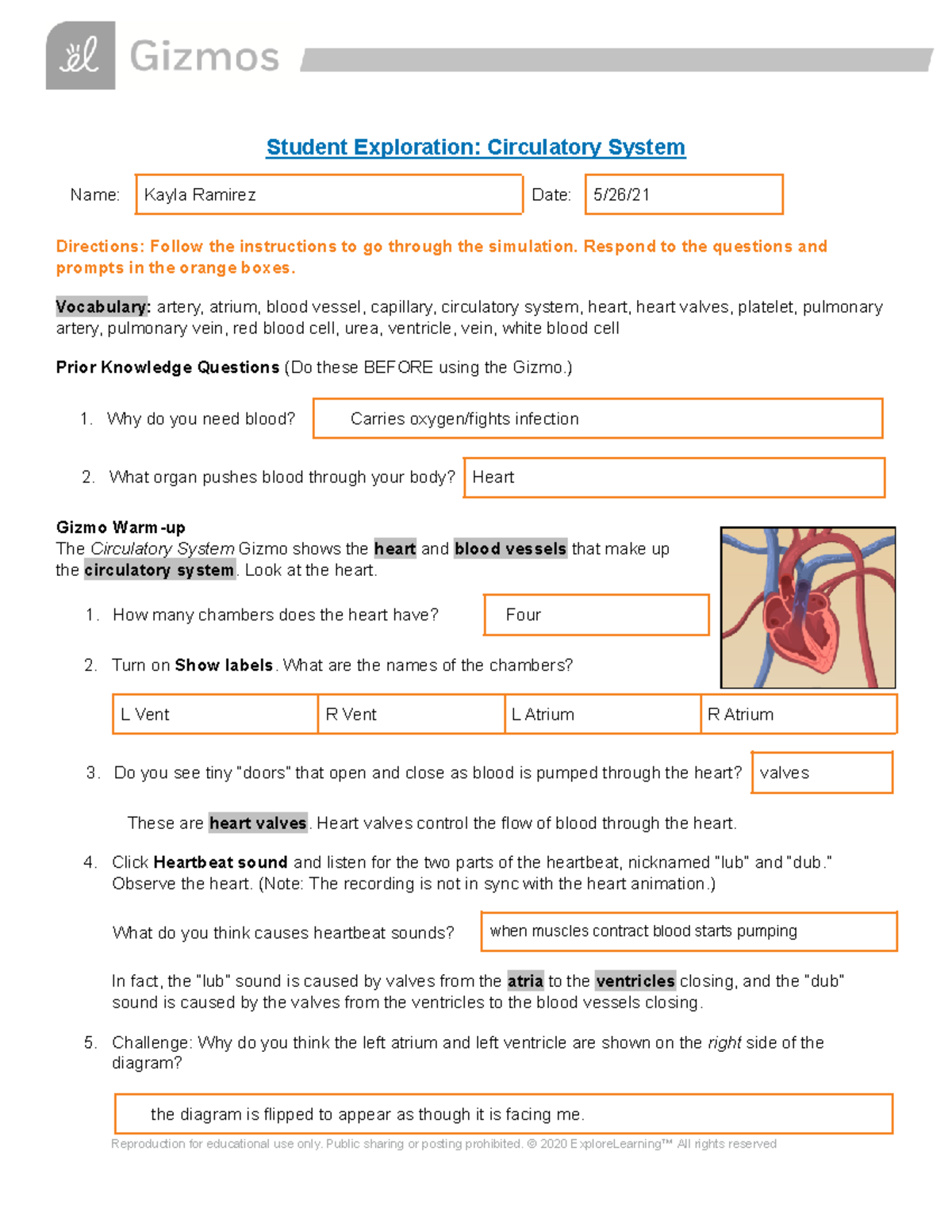 Circulatory System SE Blup Blup Student Exploration Circulatory