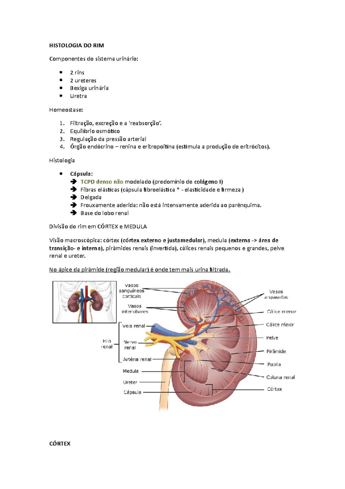 3 Histologia-Rim - HISTOLOGIA DO RIM Componentes do sistema urinário: 2 ...