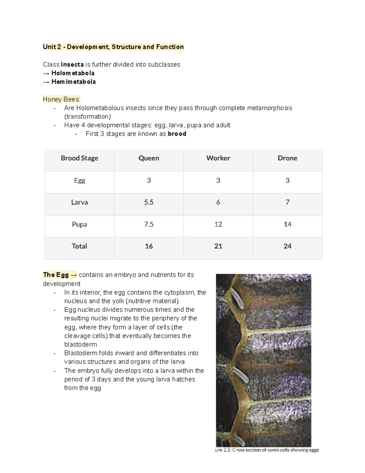 Unit 2 - Development, Structure and Function - Unit 2 - Development ...