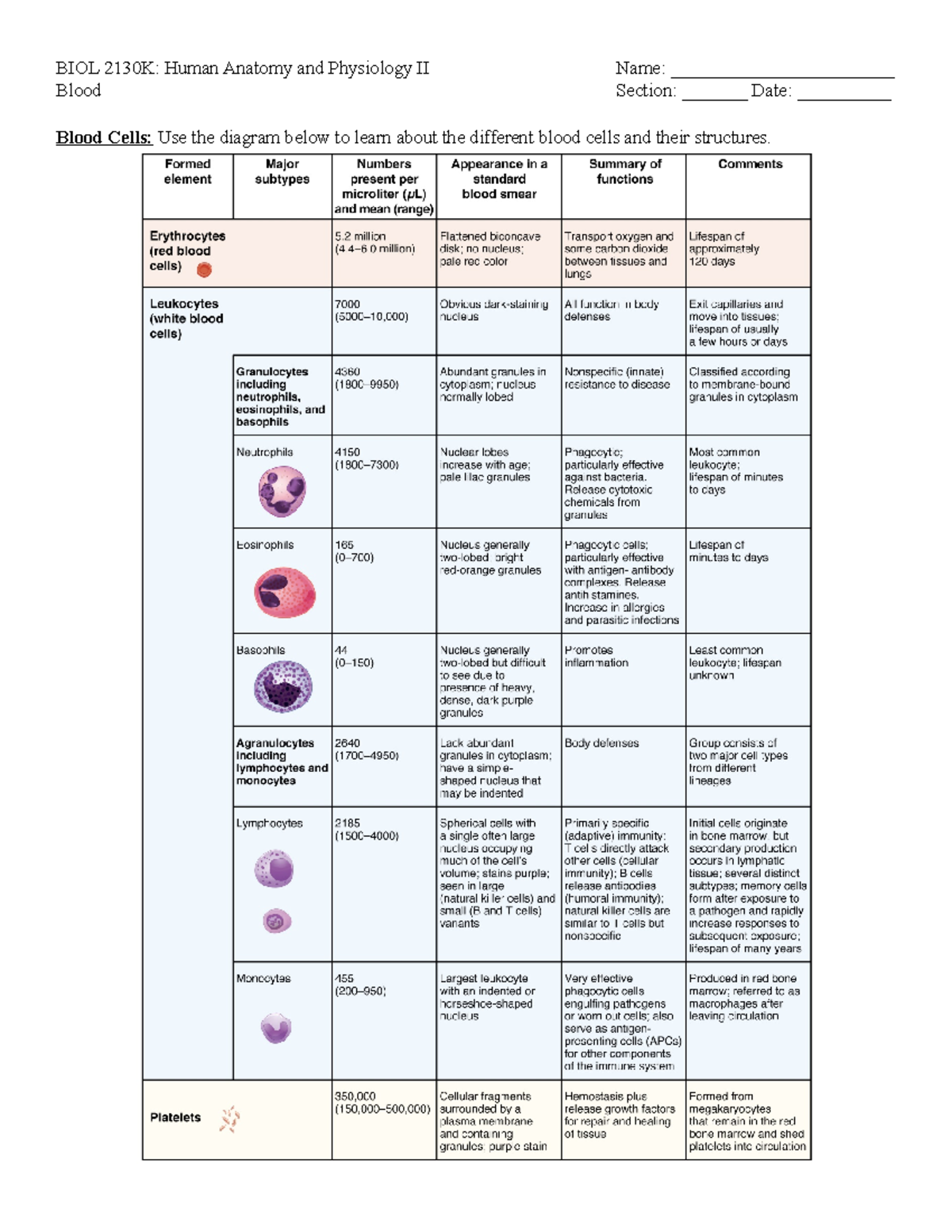 Lab 3 - Blood - BIOL 2130K: Human Anatomy and Physiology II Name