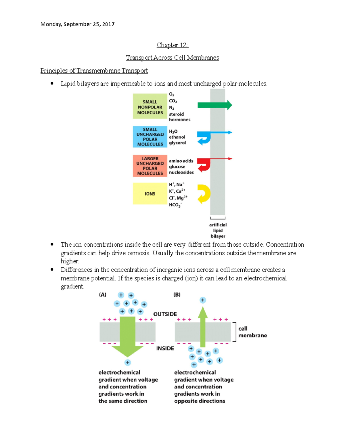Sept. 25th - Lecture Notes 3 - Chapter 12: Transport Across Cell ...