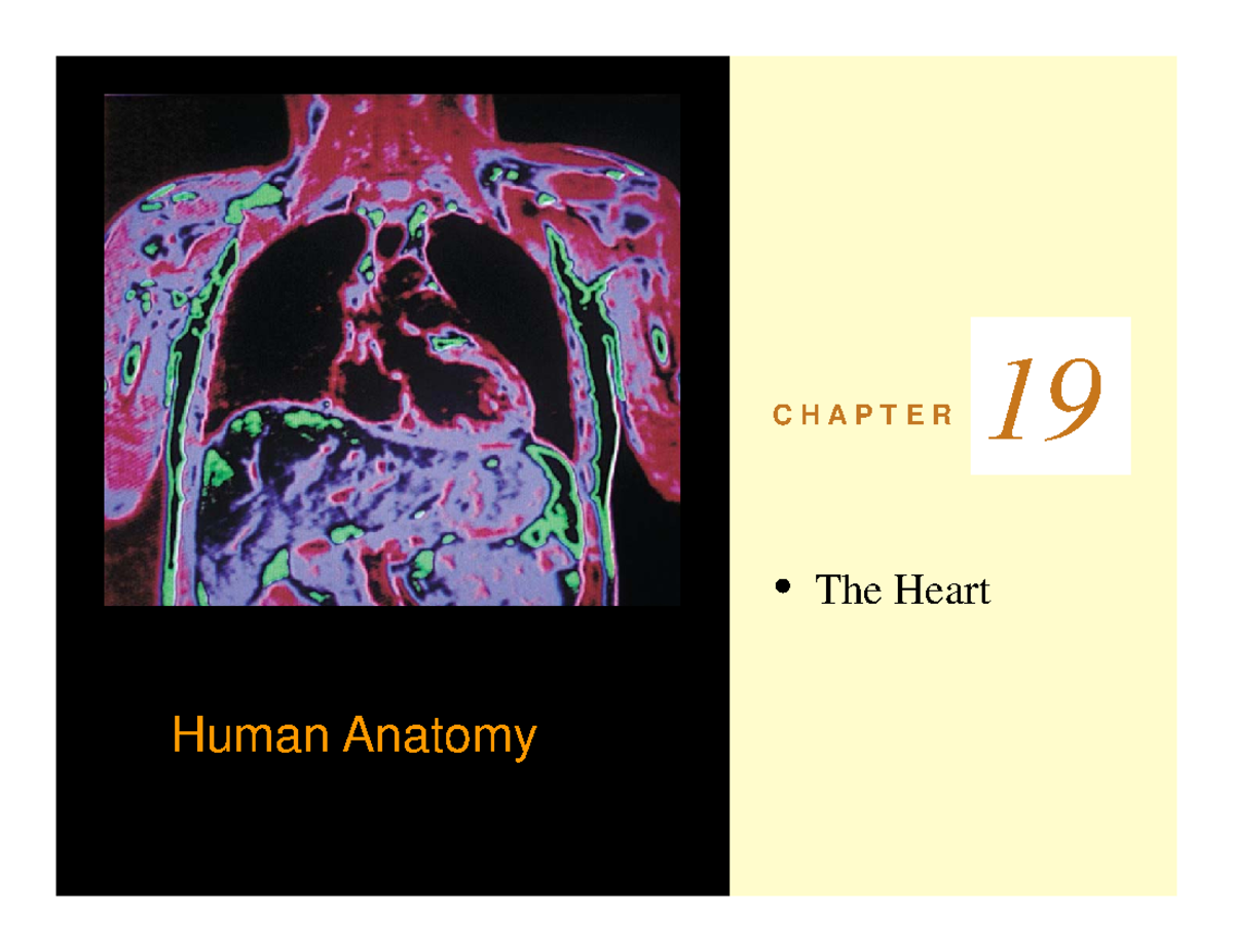 Chapter 19 (The Heart) - C H A P T E R Copyright © 2011 Pearson Education, Inc. 19 • The Heart ...