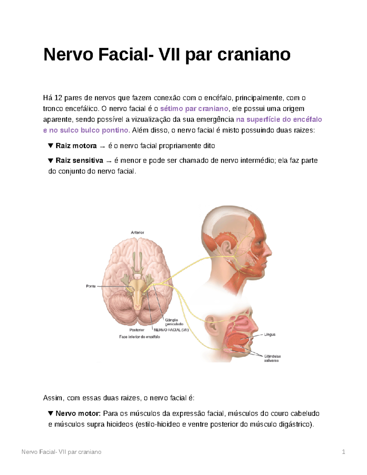Nervo Facial- VII par craniano - O nervo facial é o sétimo par craniano ...