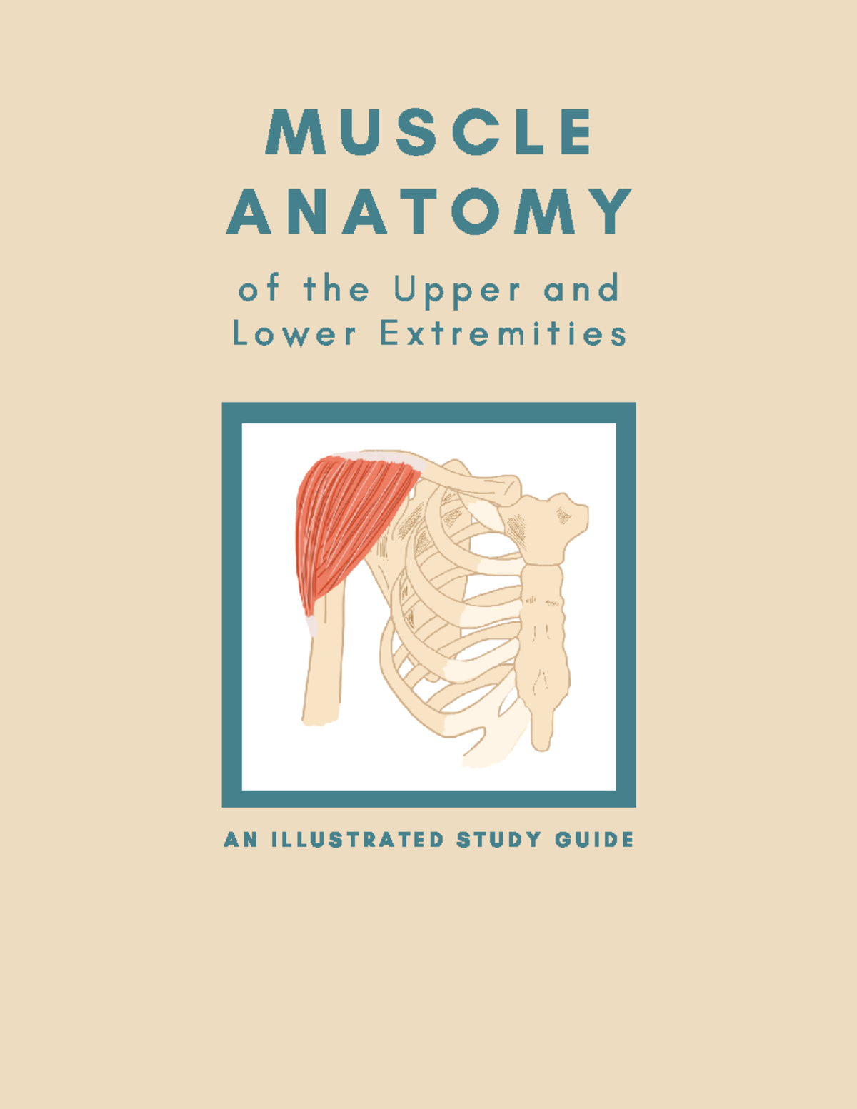 Muscle, Origin, Insertion, Nerve Supply, Action - M U S C L E A N A T O ...