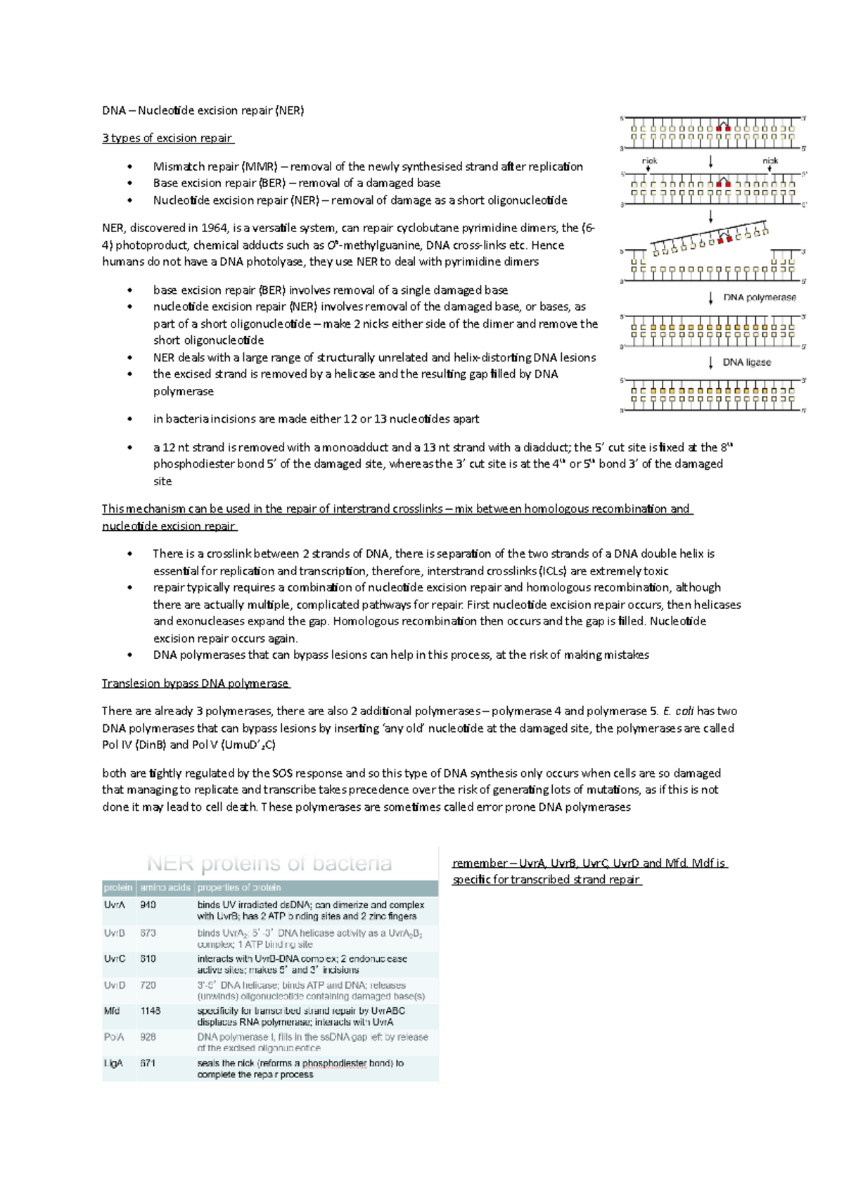 Genetics lecture 18 - DNA repair - DNA – Nucleotide excision repair ...