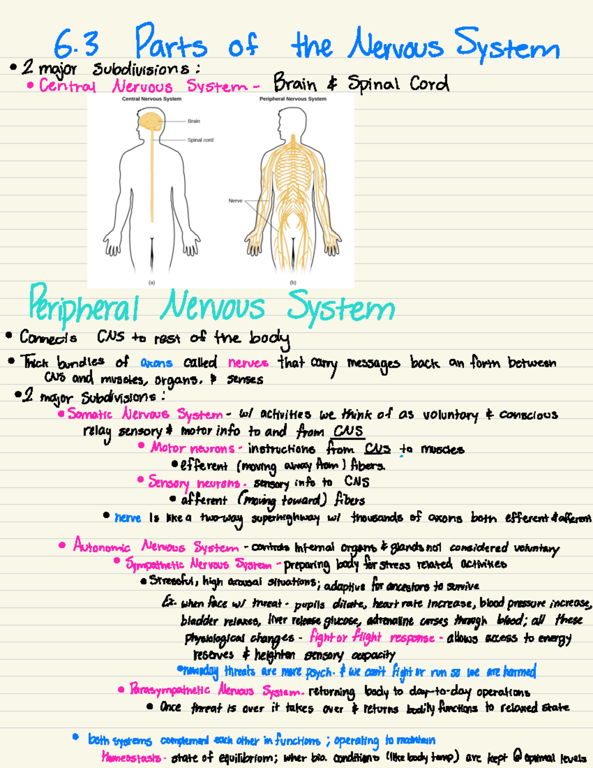 Parts of the Nervous System - G. 3 Par ts of the Nervous System 2 major ...