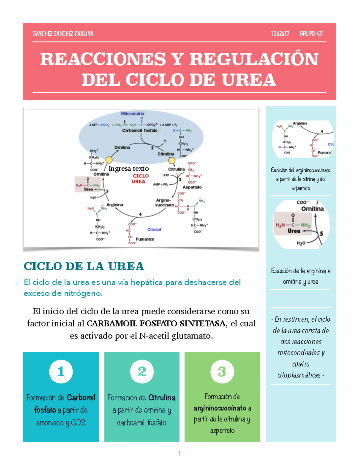 CICLO DE LA UREA - El inicio del ciclo de la urea puede considerarse ...