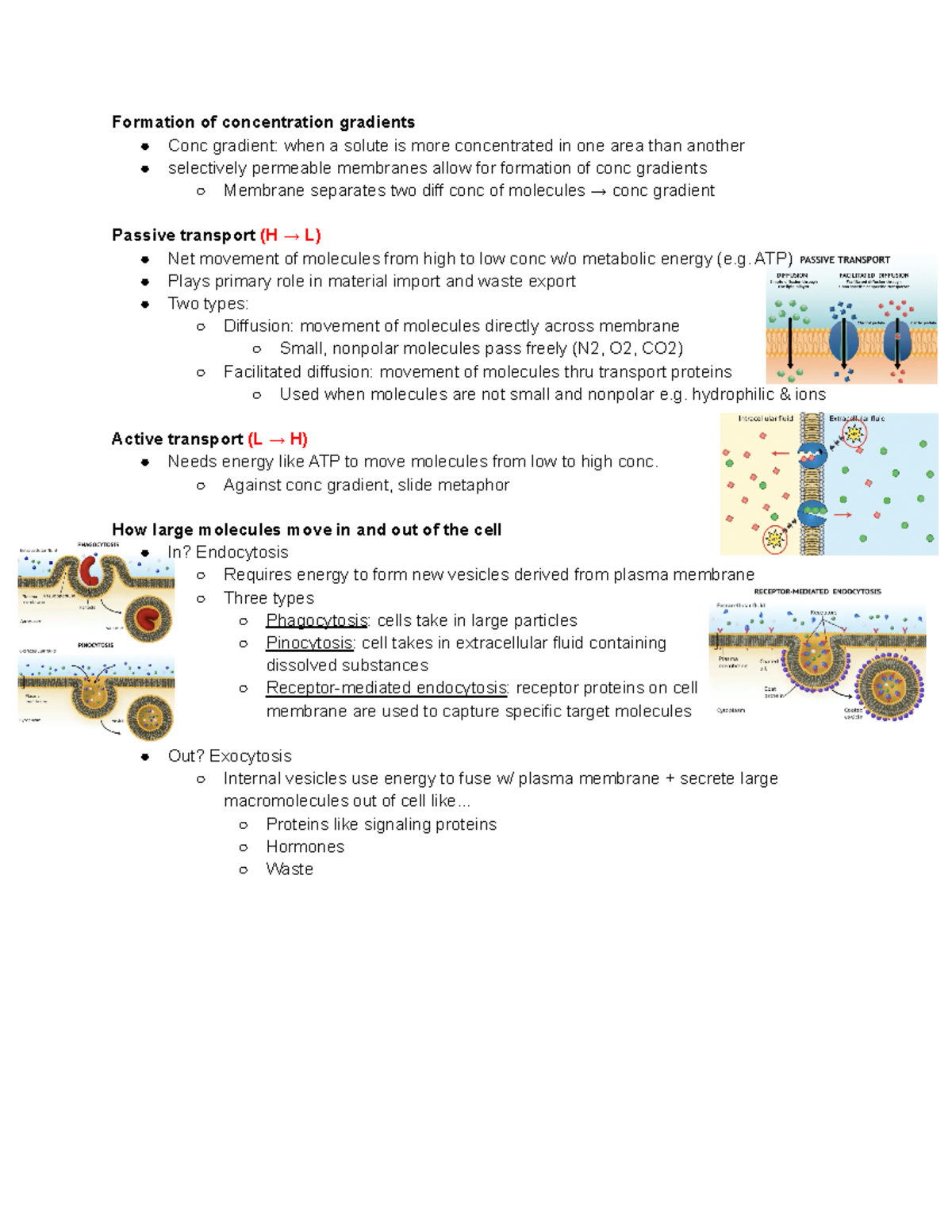 M3L2 AP Notes - afdkja;ejorijeoirjoewjfcoij - Formation of ...