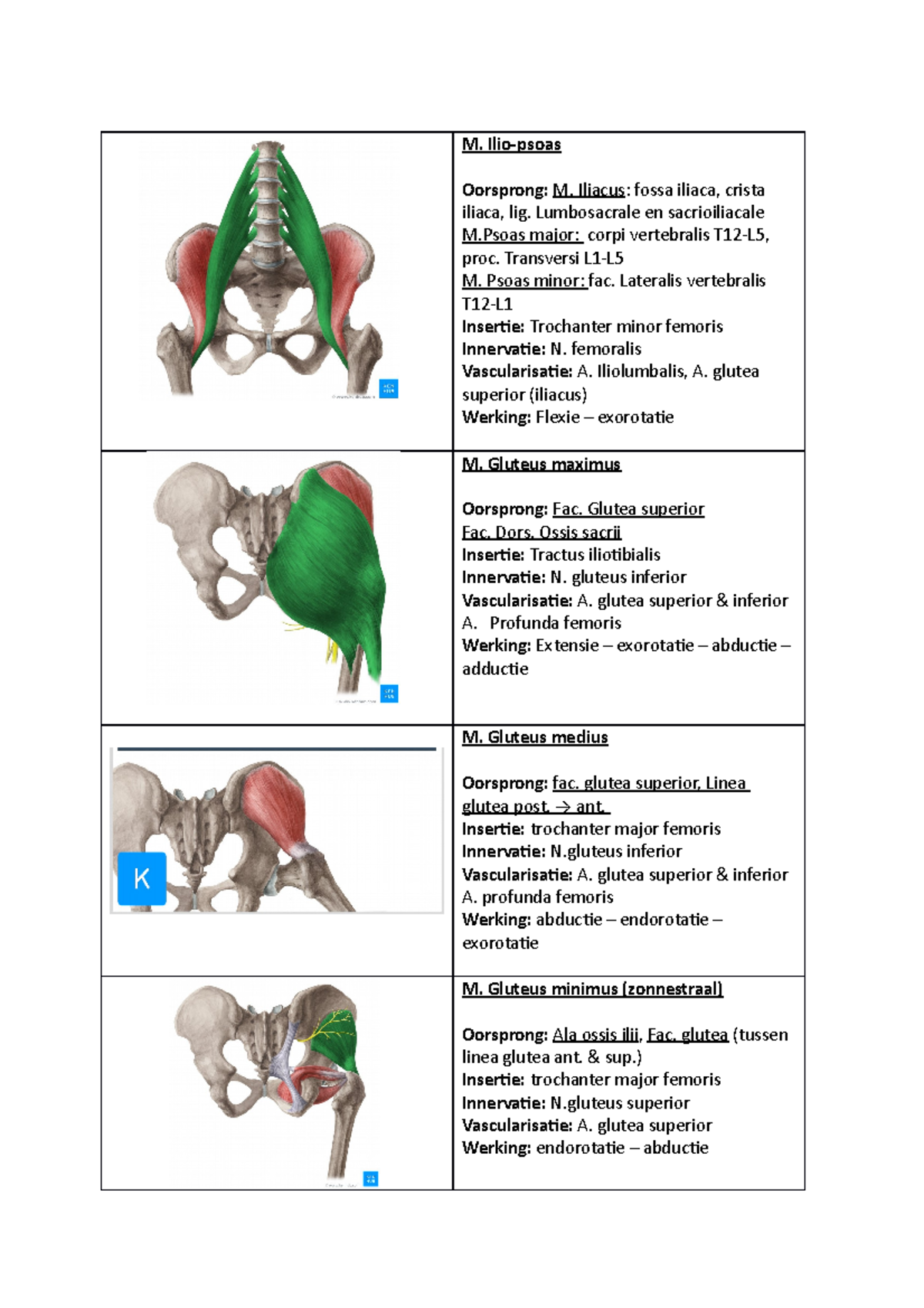 Kaartjes anatomie onderlichaam - M. Ilio-psoas Oorsprong: M. Iliacus ...