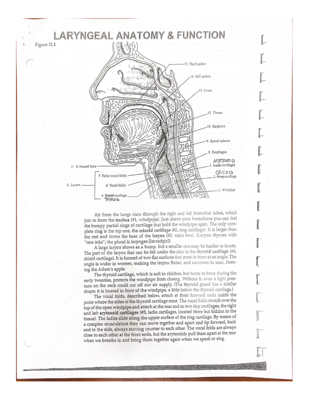 Diagram Parts Of The Larynx Diagram Full Version Hd Quality Larynx