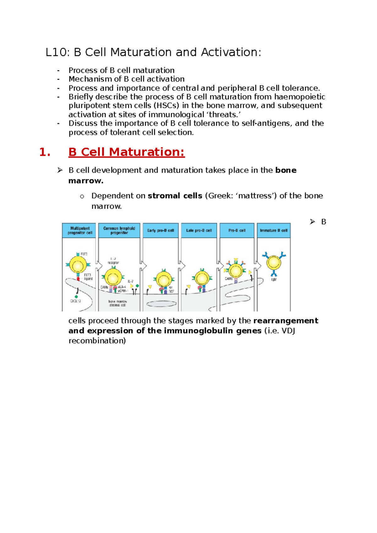 L10 - B cell maturation and activation - L10: B Cell Maturation and ...
