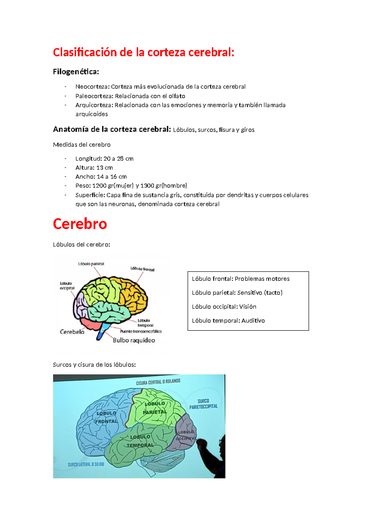 Apuntes med sistema nerviosa - Clasificación de la corteza cerebral ...