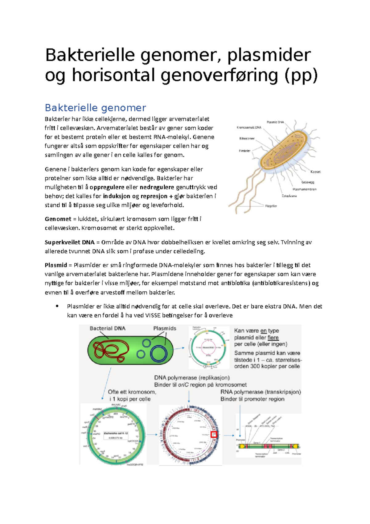 Bakterielle genomer, plasmider og horisontal genoverføring ...