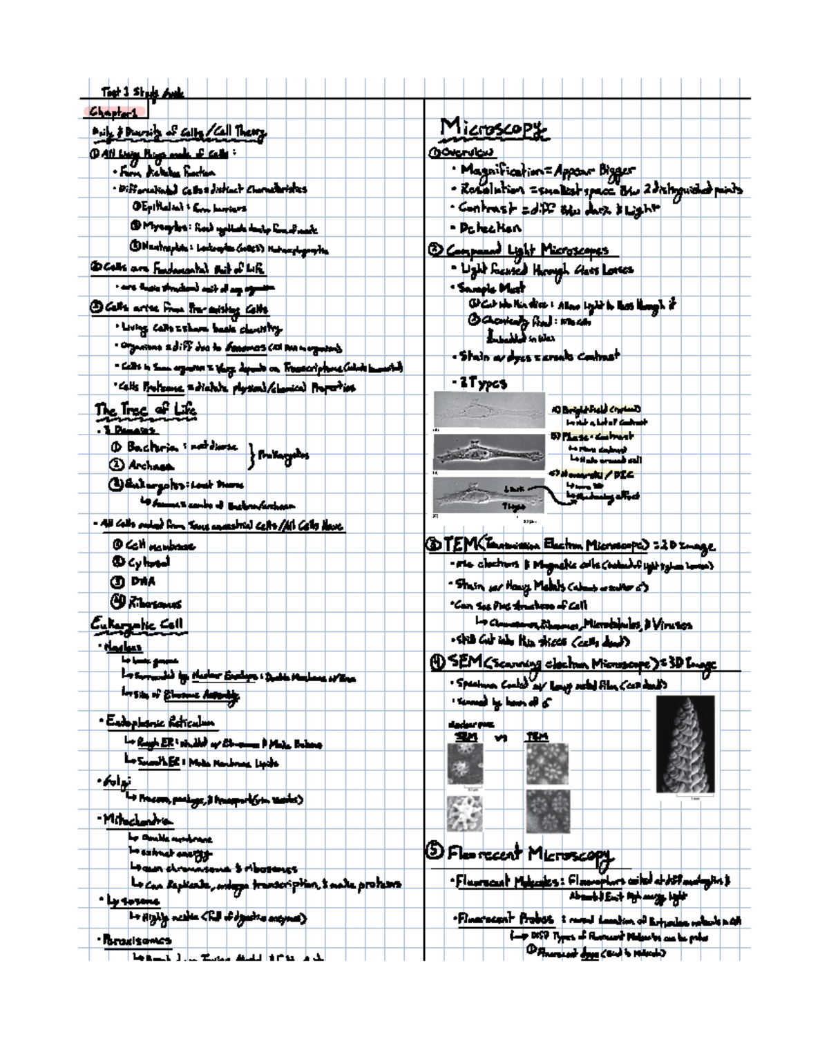 Cell Bio test 1 study guide - BIOL 3350 - Studocu