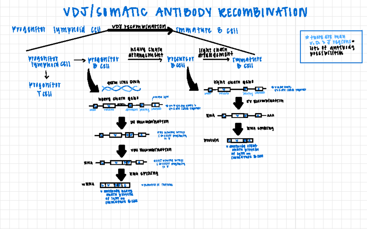 VDJ Recombination Video - VD5/SOMATIC ANTIBODY RECOMBINATION progenitor ...