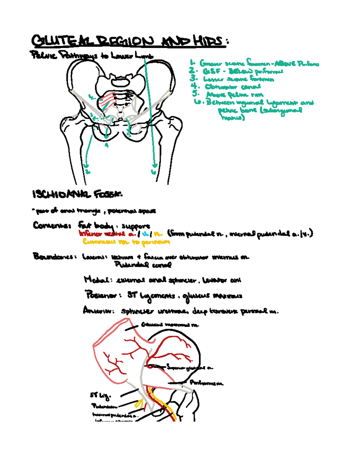 Lower Limb High Yield Anatomy Review - GSF BELOWpiriformis Lesser ...