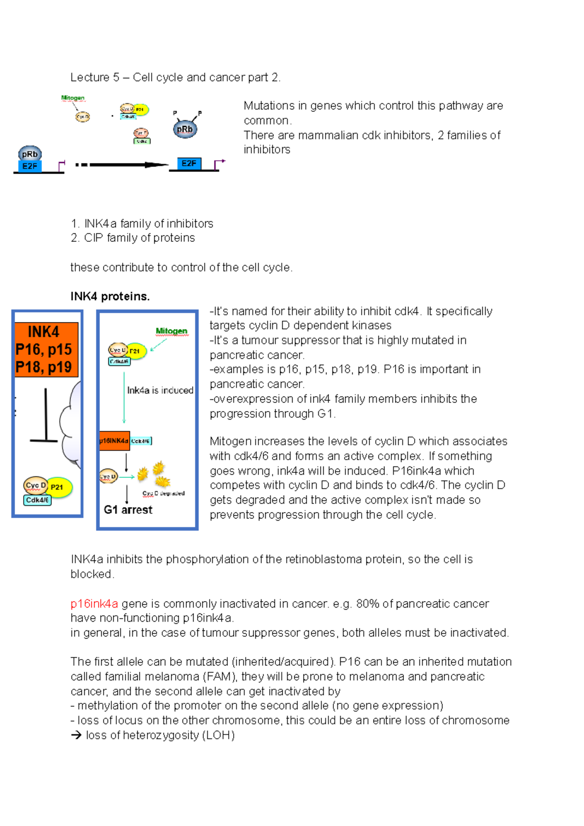 Lecture 5. Cell cycle - Lecture 5 – Cell cycle and cancer part 2 ...