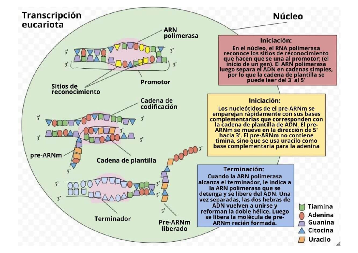 Transcripción génica, biología celular y molecular. Imagenes ...