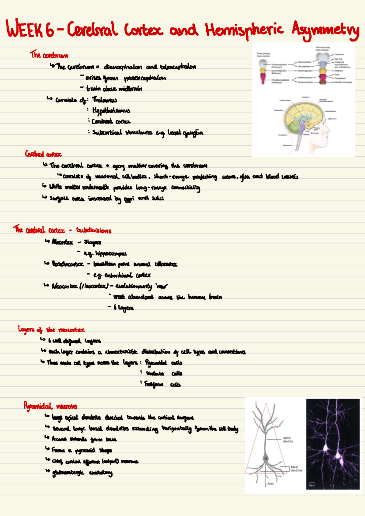 Cerebral cortex - handwritten notes - WEEK 6- Cerebral cortex and ...