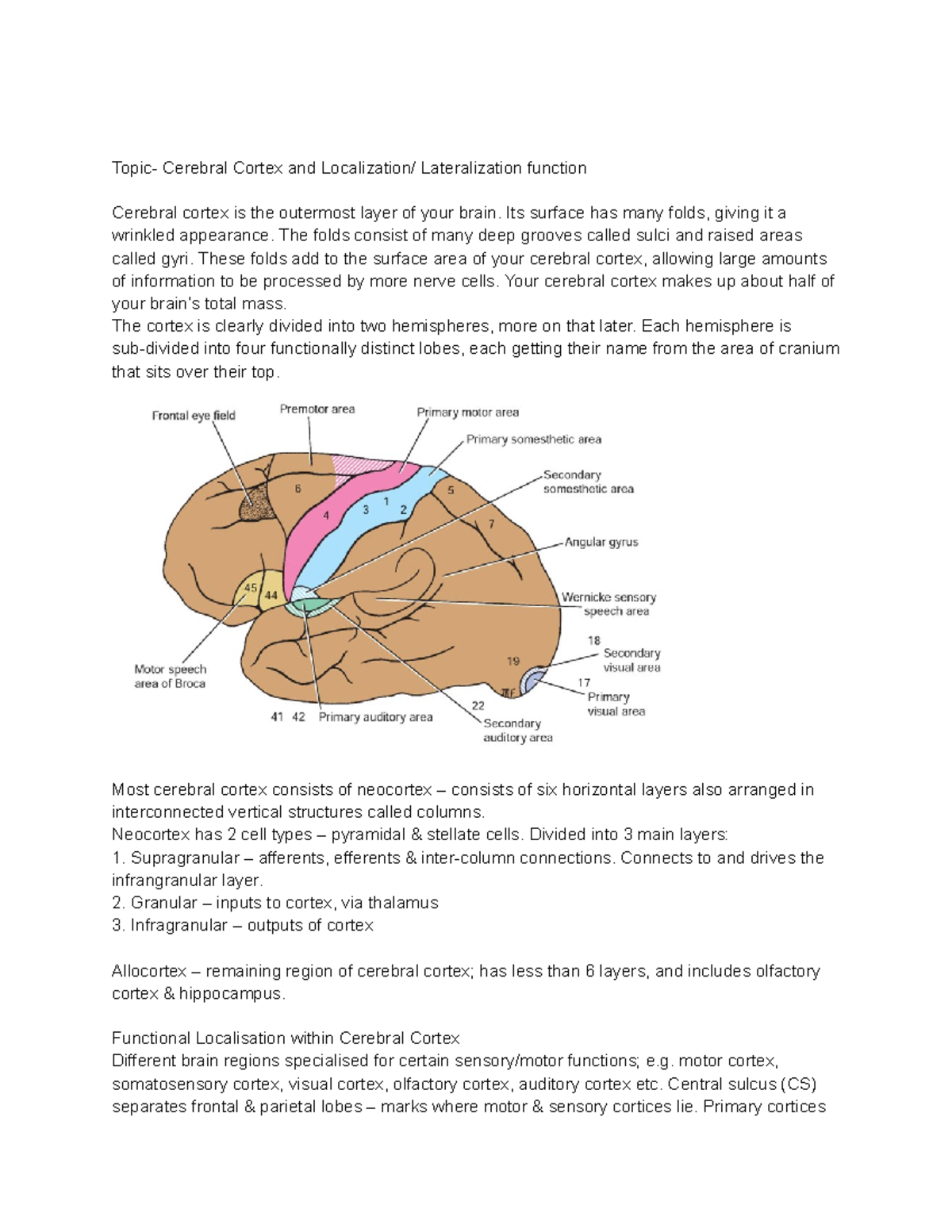 Untitled document - Google Docs - Topic- Cerebral Cortex and ...