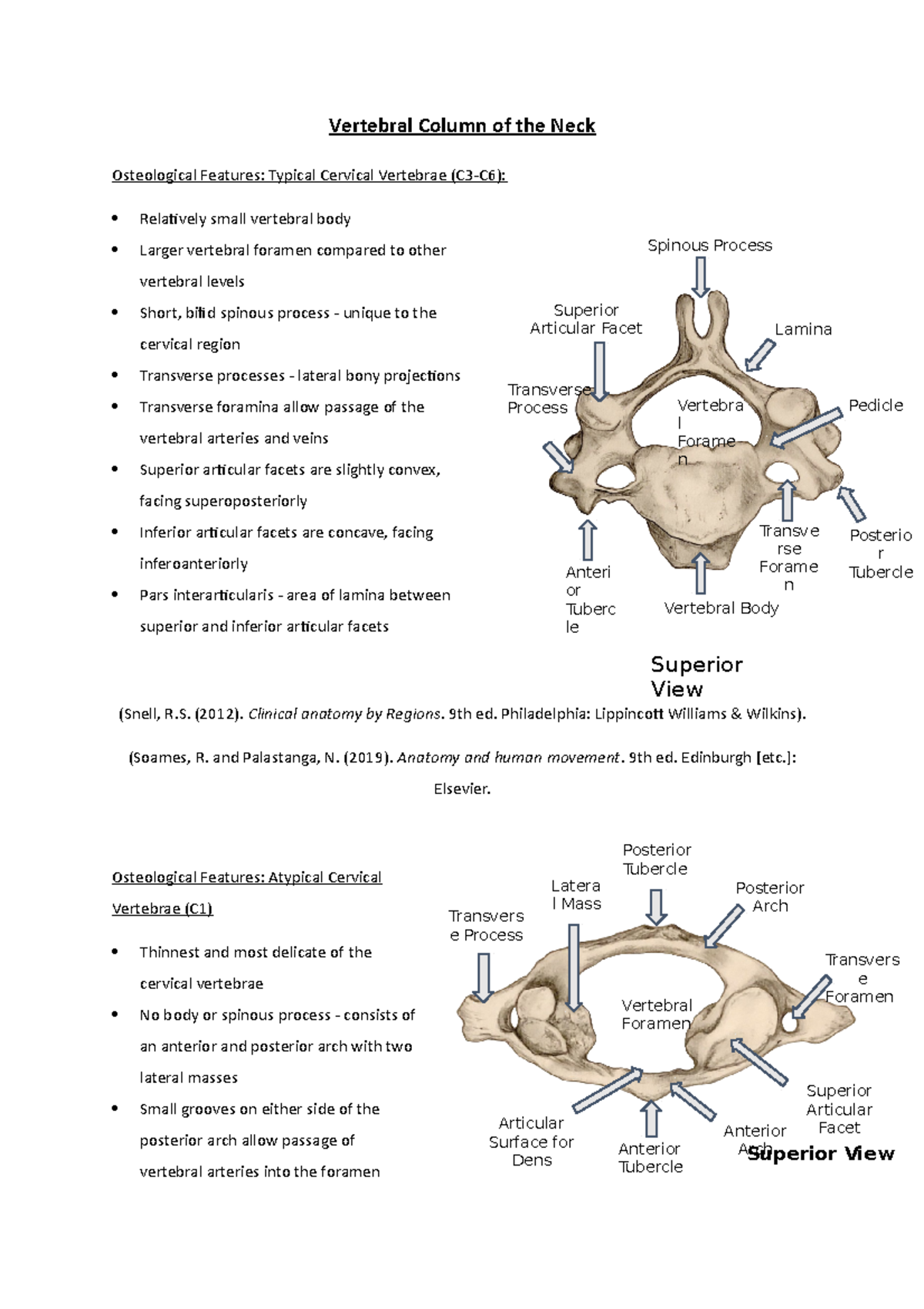 Lecture 1 - Vertebral Column of the Neck Osteological Features: Typical ...