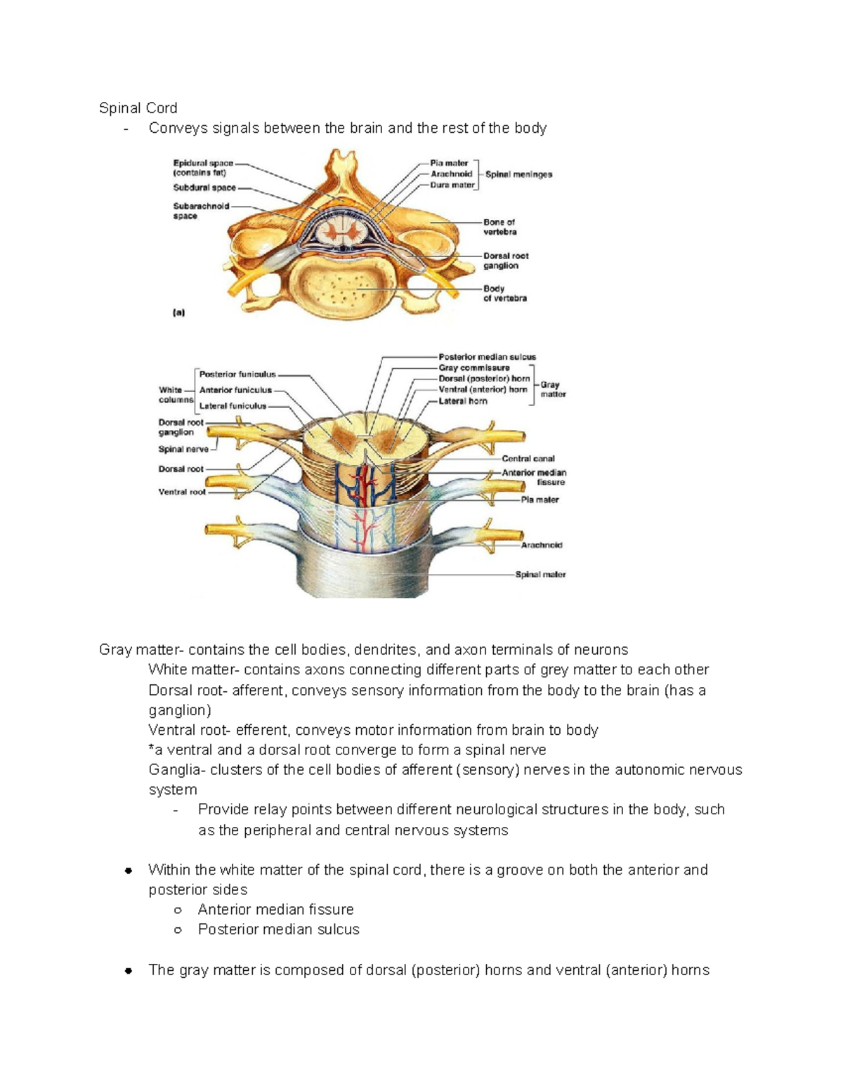 Anatomy Physiology Chapter 11 - Spinal Cord - Conveys signals between ...