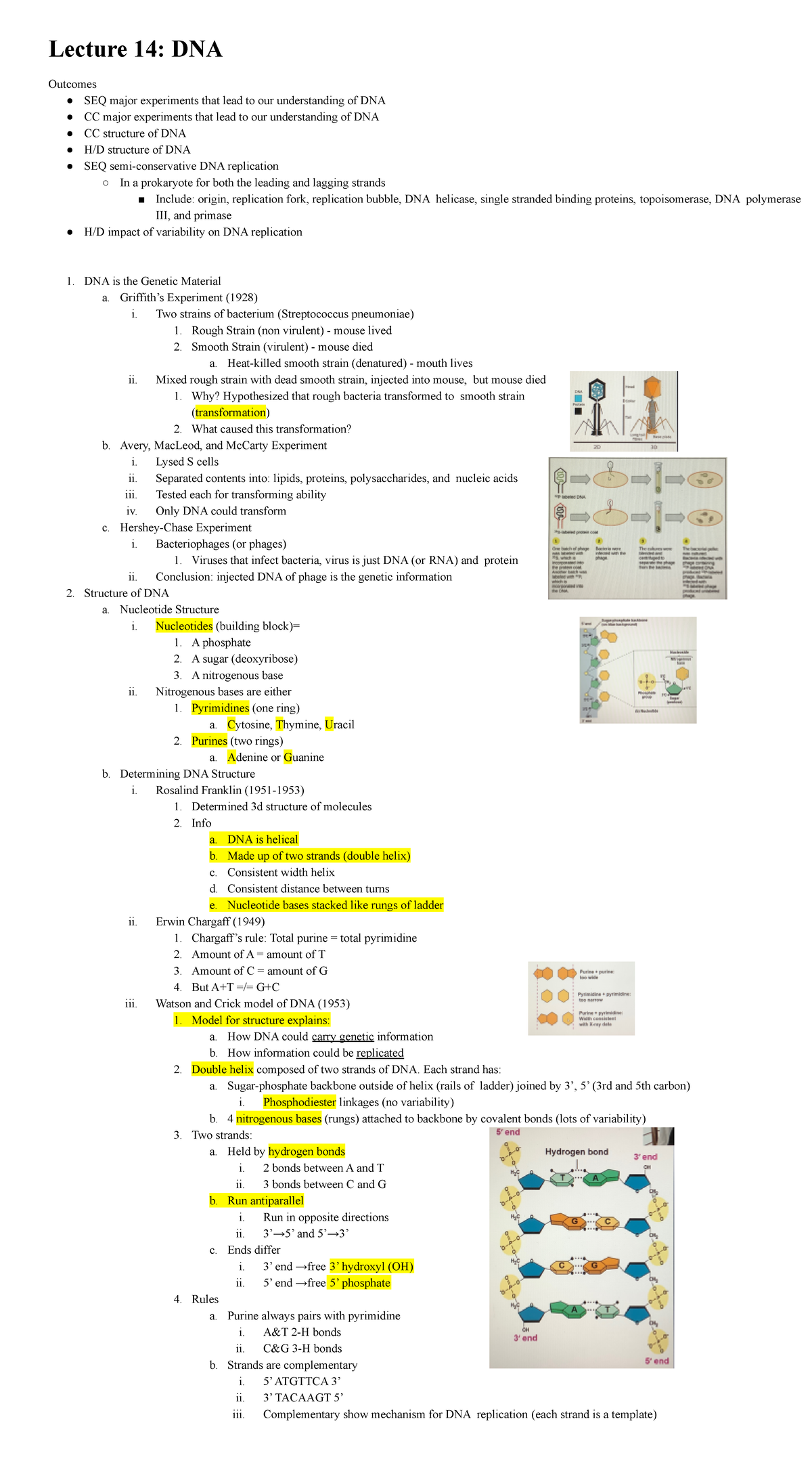 Lecture 14-DNA - Professor Stern-Cardinale's class - Lecture 14: DNA ...