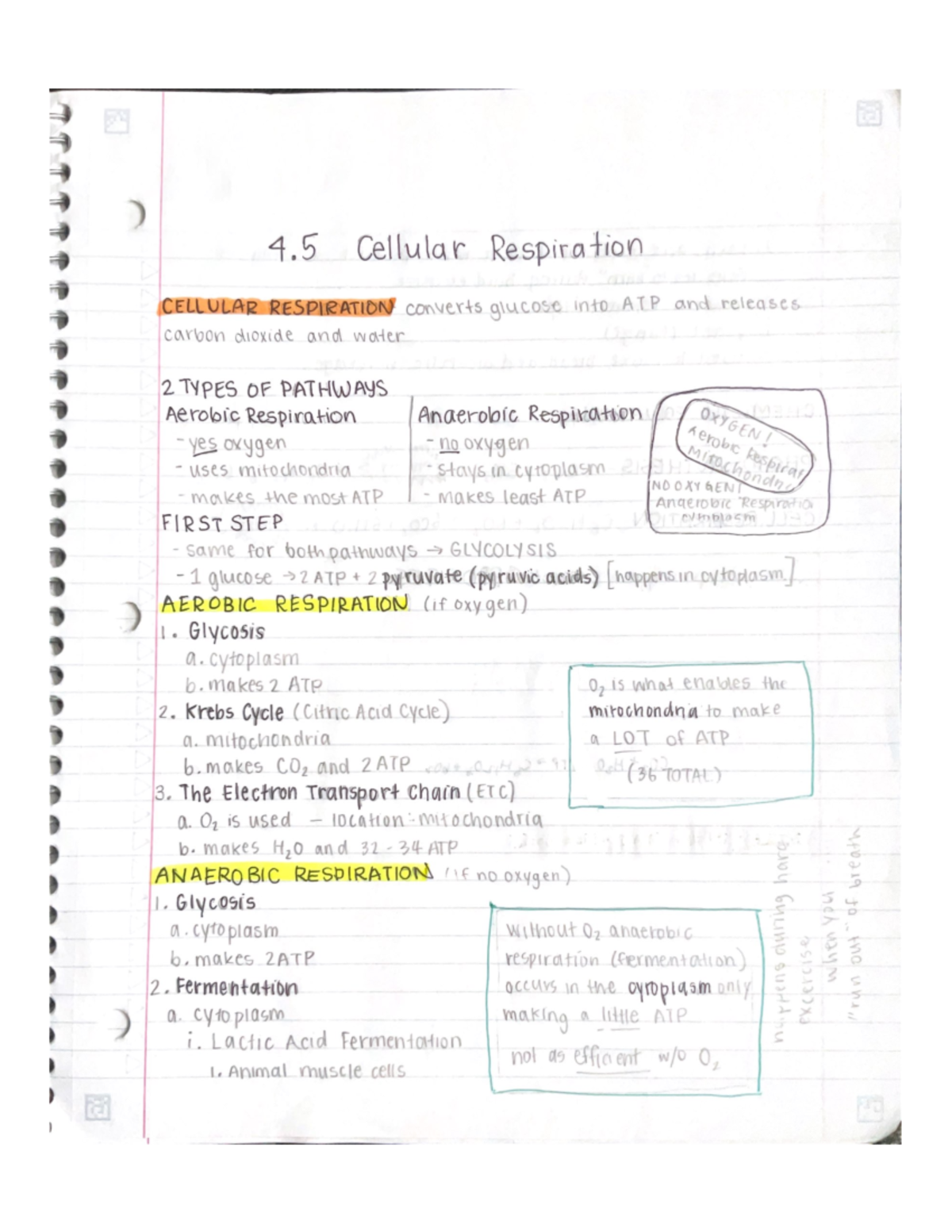 Cellular Respiration - Studocu