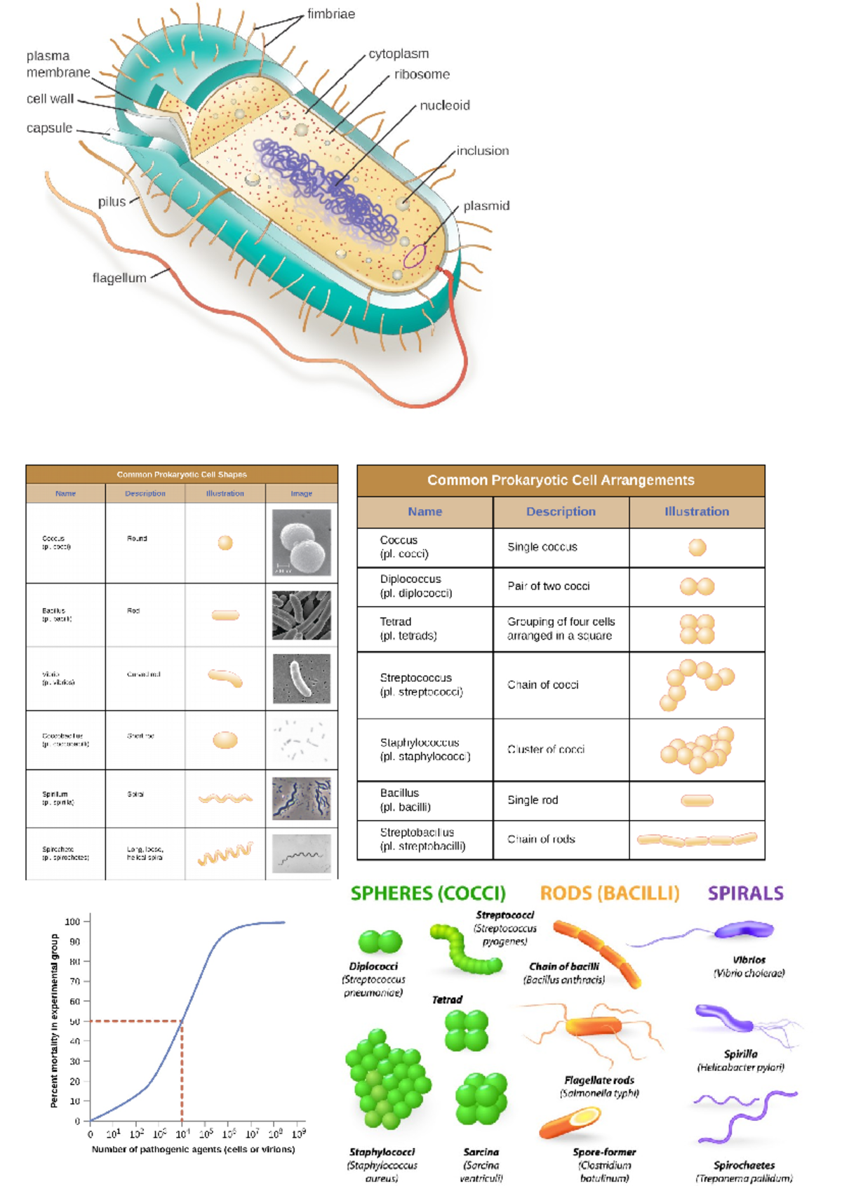 Bacteria Study Sheet - OM6200 - Studocu