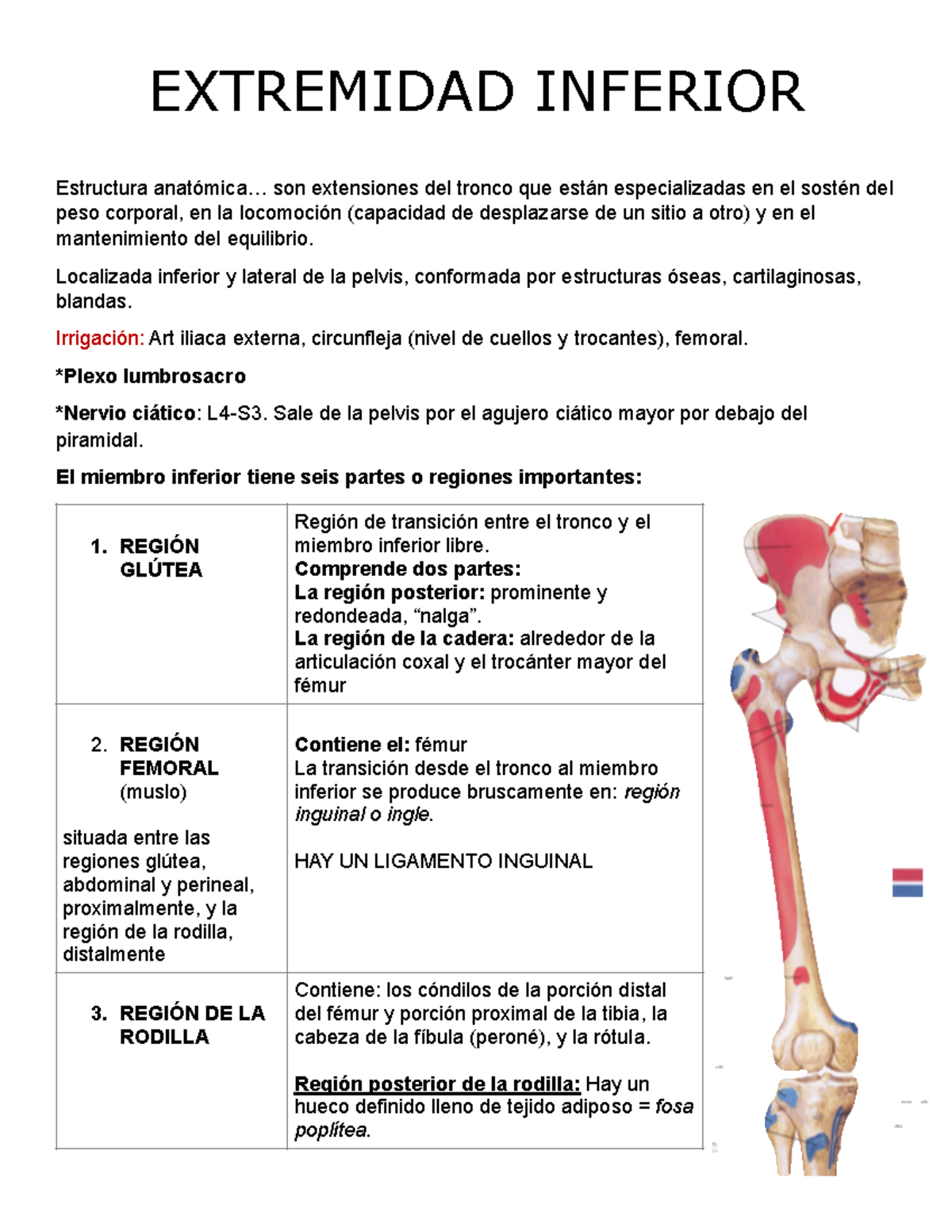 Extremidad Inferior - Apuntes 1,2 - EXTREMIDAD INFERIOR Estructura ...