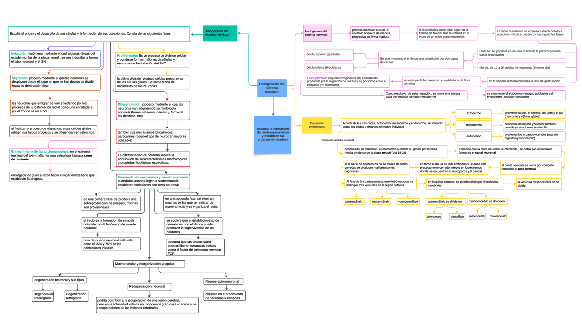 Ontogénesis - Resumen - Ontogénesis del sistema nervioso Morfogénesis ...