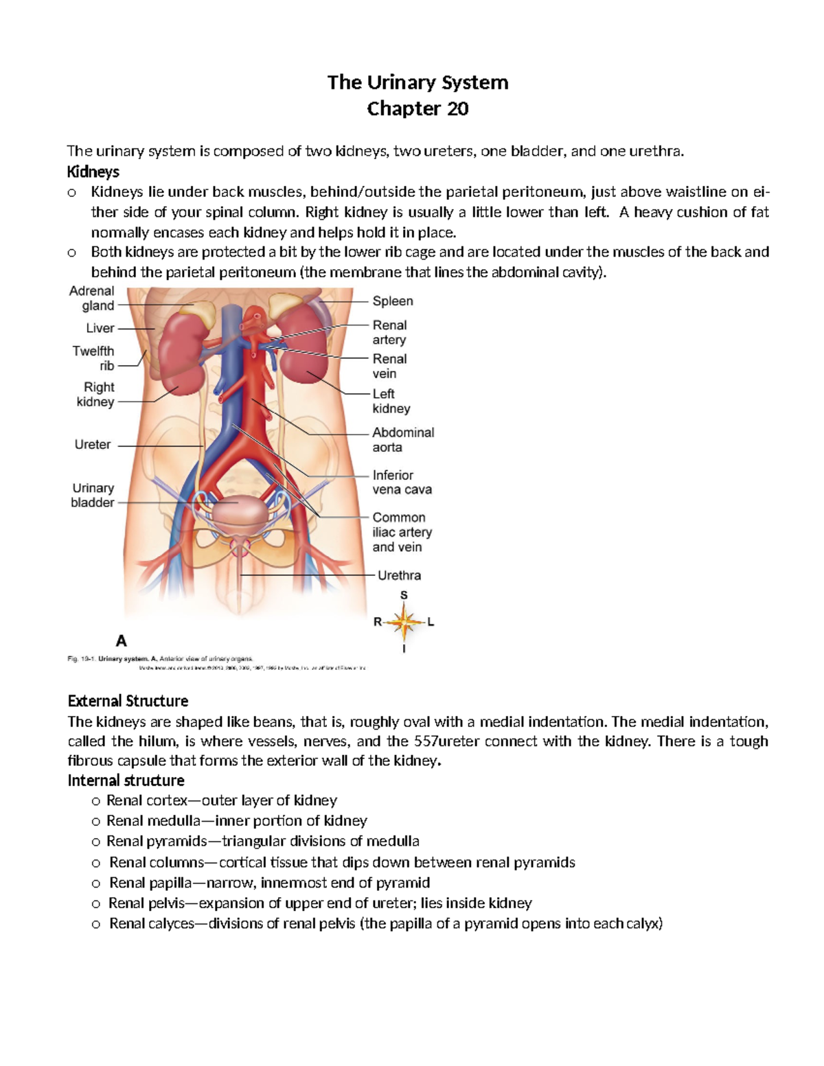 Chapter 20-Urinary System - The Urinary System Chapter 20 The urinary ...