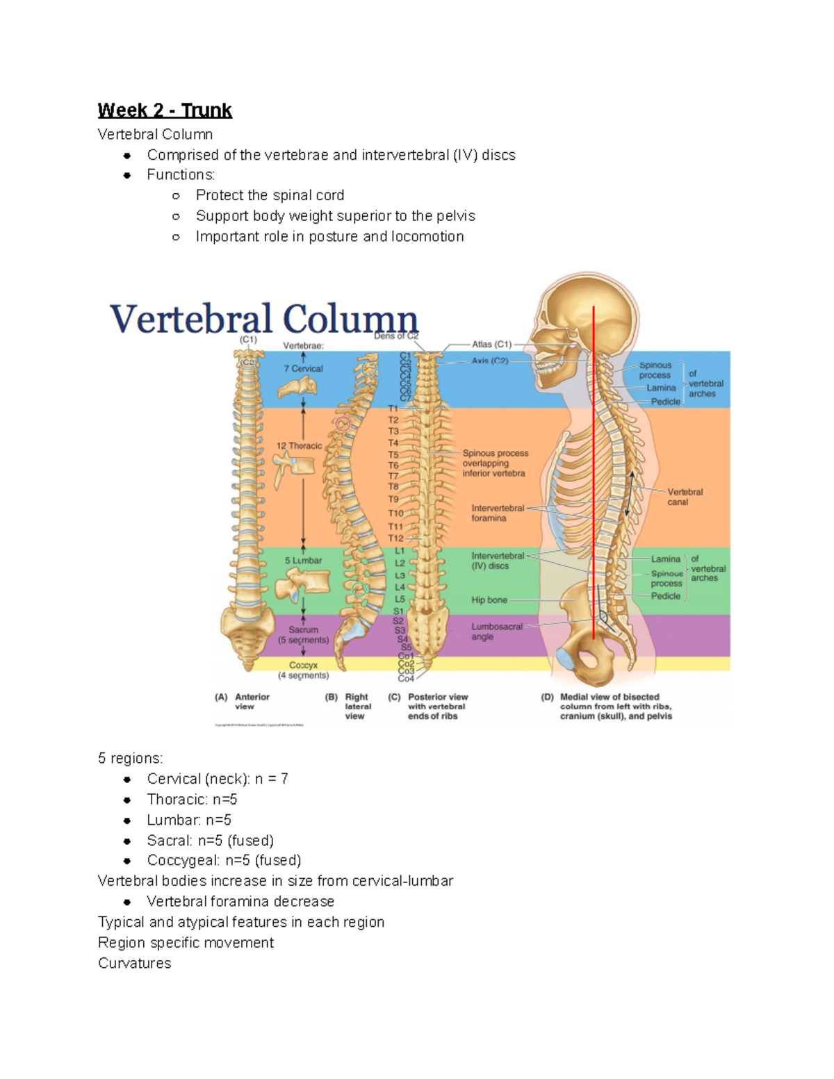 Functional Anatomy - lecture notes - Week 2 - Trunk Vertebral Column ...
