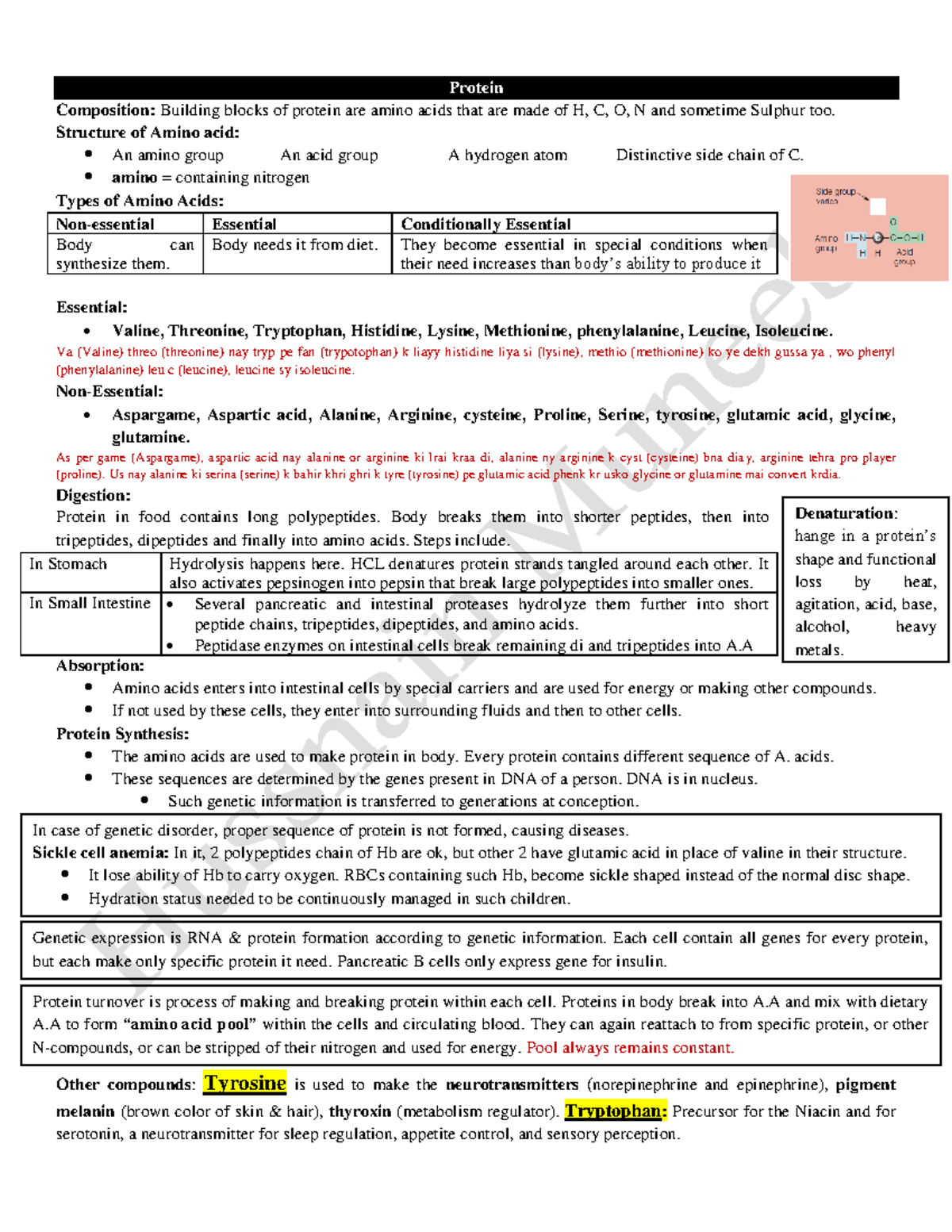 1. Protein - Protein Composition: Building blocks of protein are amino ...