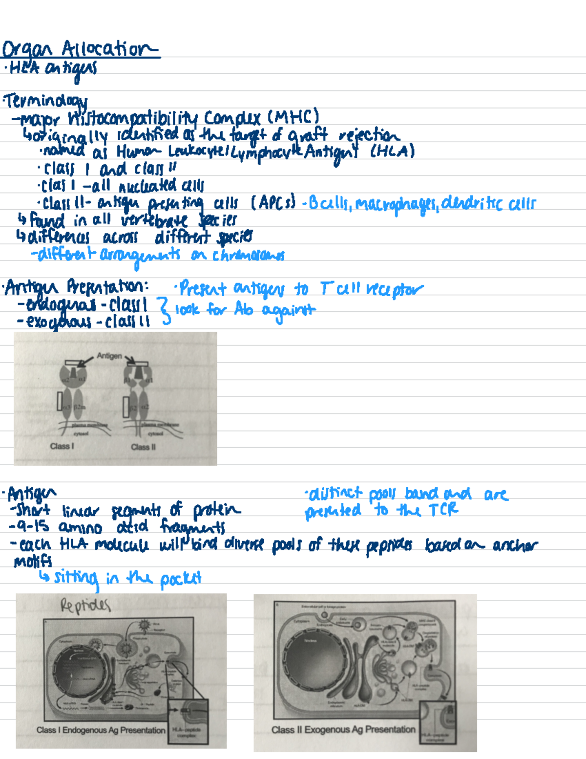 BLD 435 lecture notes - Organ Allocation ####### Terminology major ...