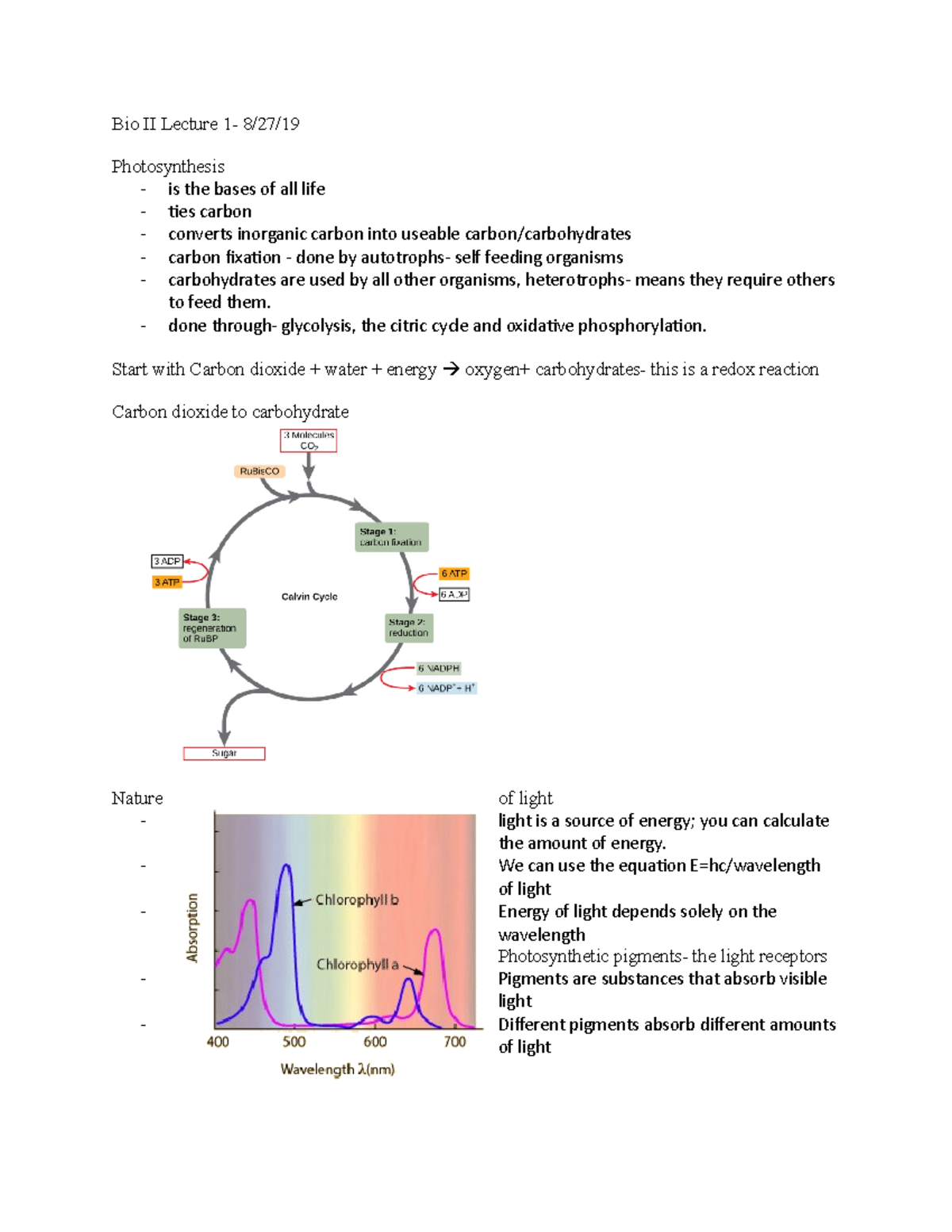 Bio II Lecture 1 and 2 - Bio II Lecture 1- 8/27/ Photosynthesis - is ...