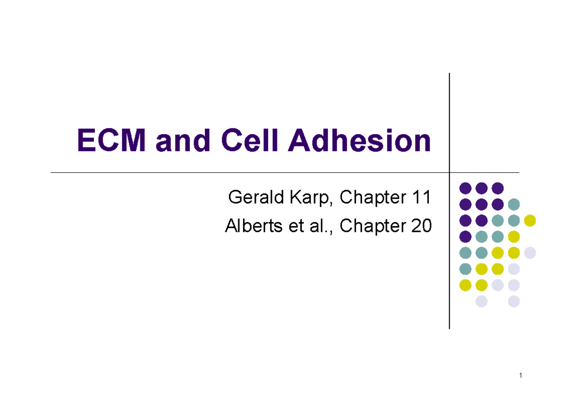 ECM and Cell Adhesion - ECM and Cell Adhesion Gerald Karp, Chapter 11 ...