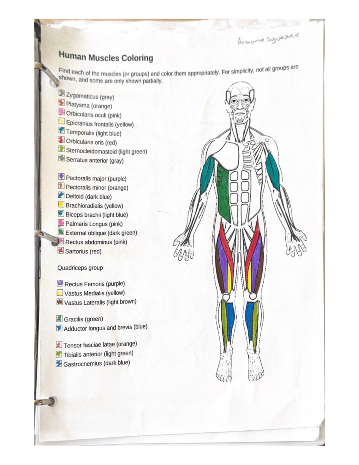 Human Muscles Coloring - Studocu